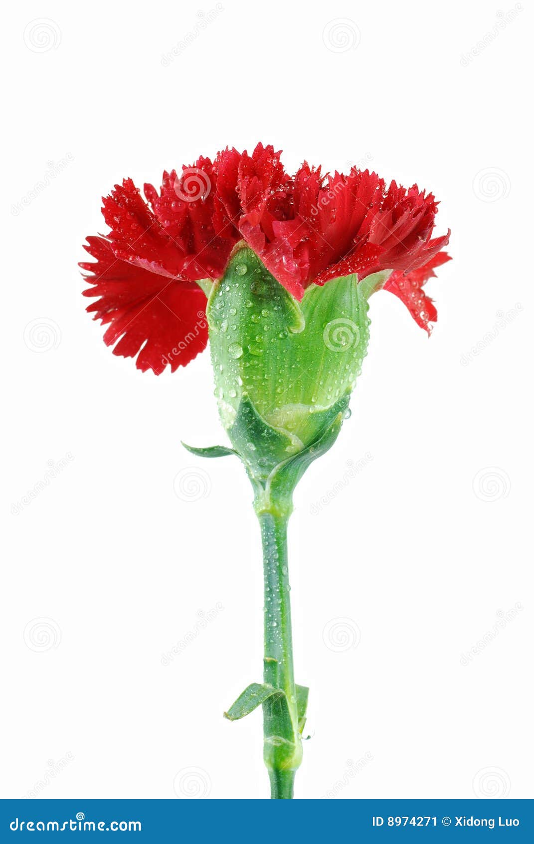 Red carnation stock image. Image of closeup, isolated - 8974271