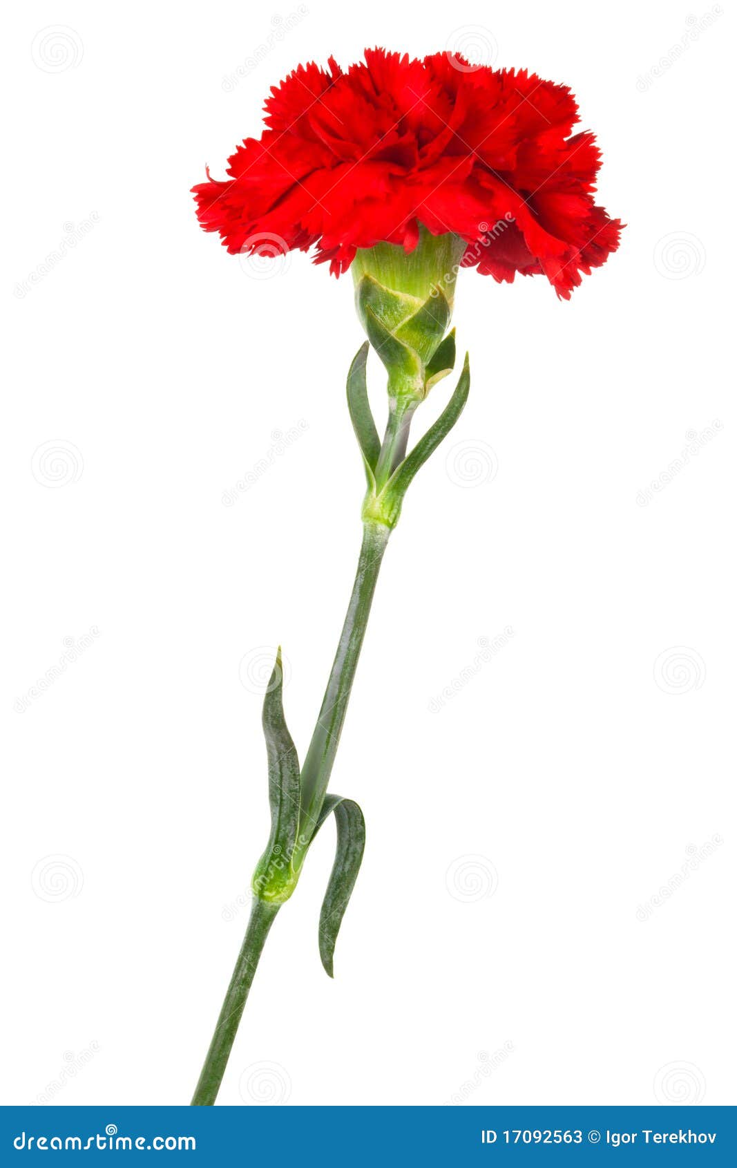 Red carnation close-up stock image. Image of stationary - 17092563