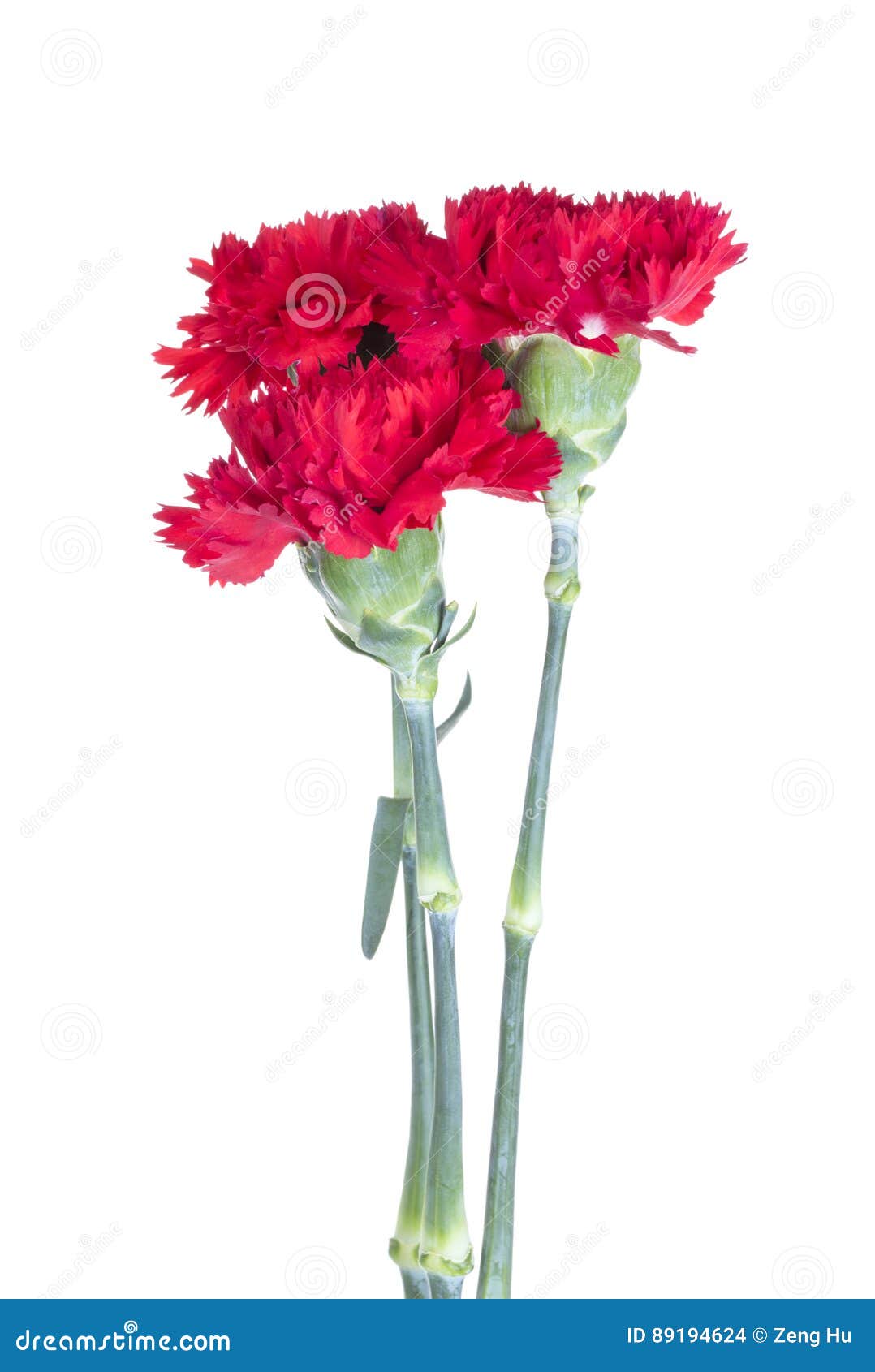 Red carnation flower stock photo. Image of background - 89194624