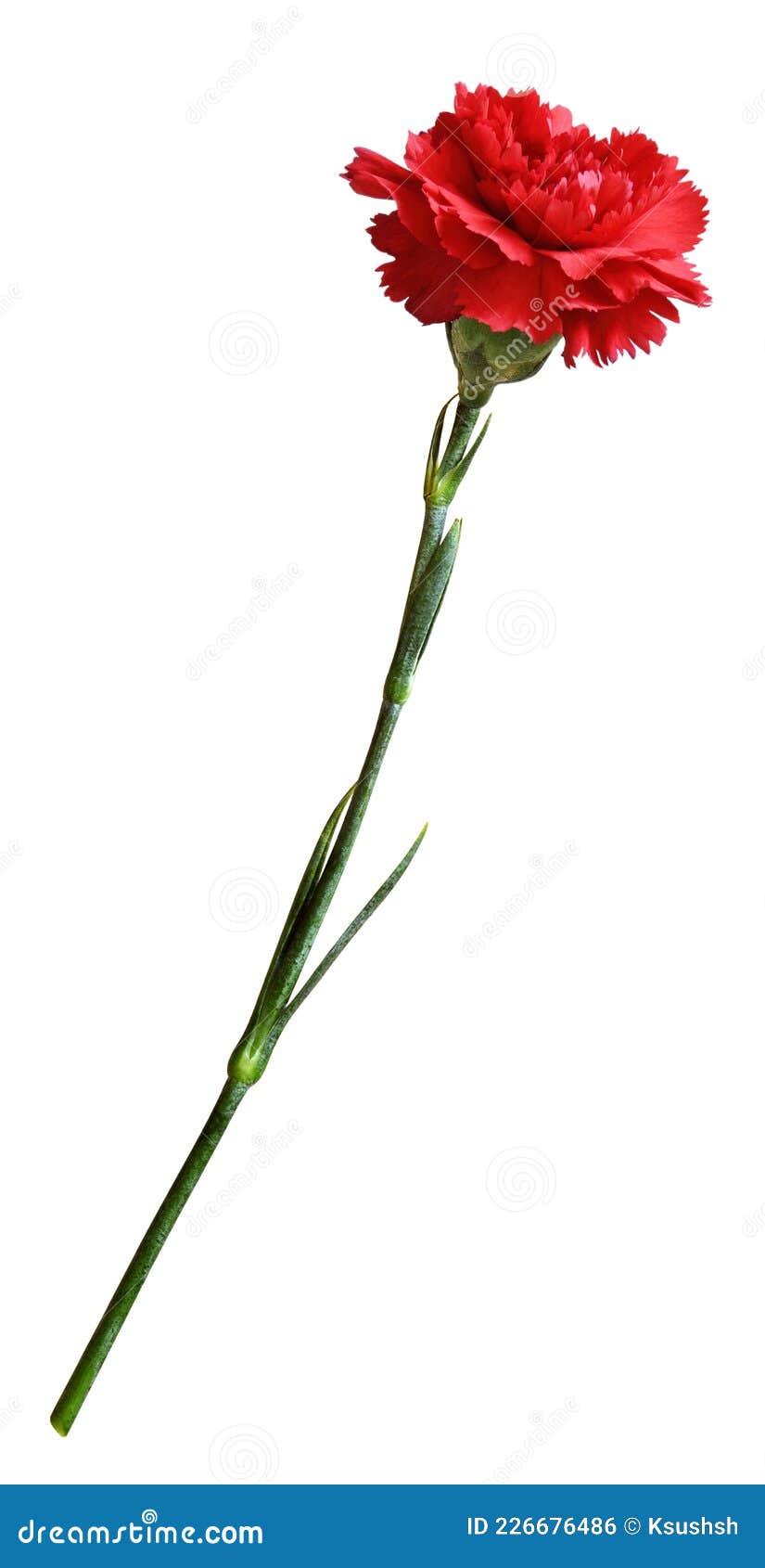 Red Carnation Flower Isolated Stock Photo - Image of blooming, green ...