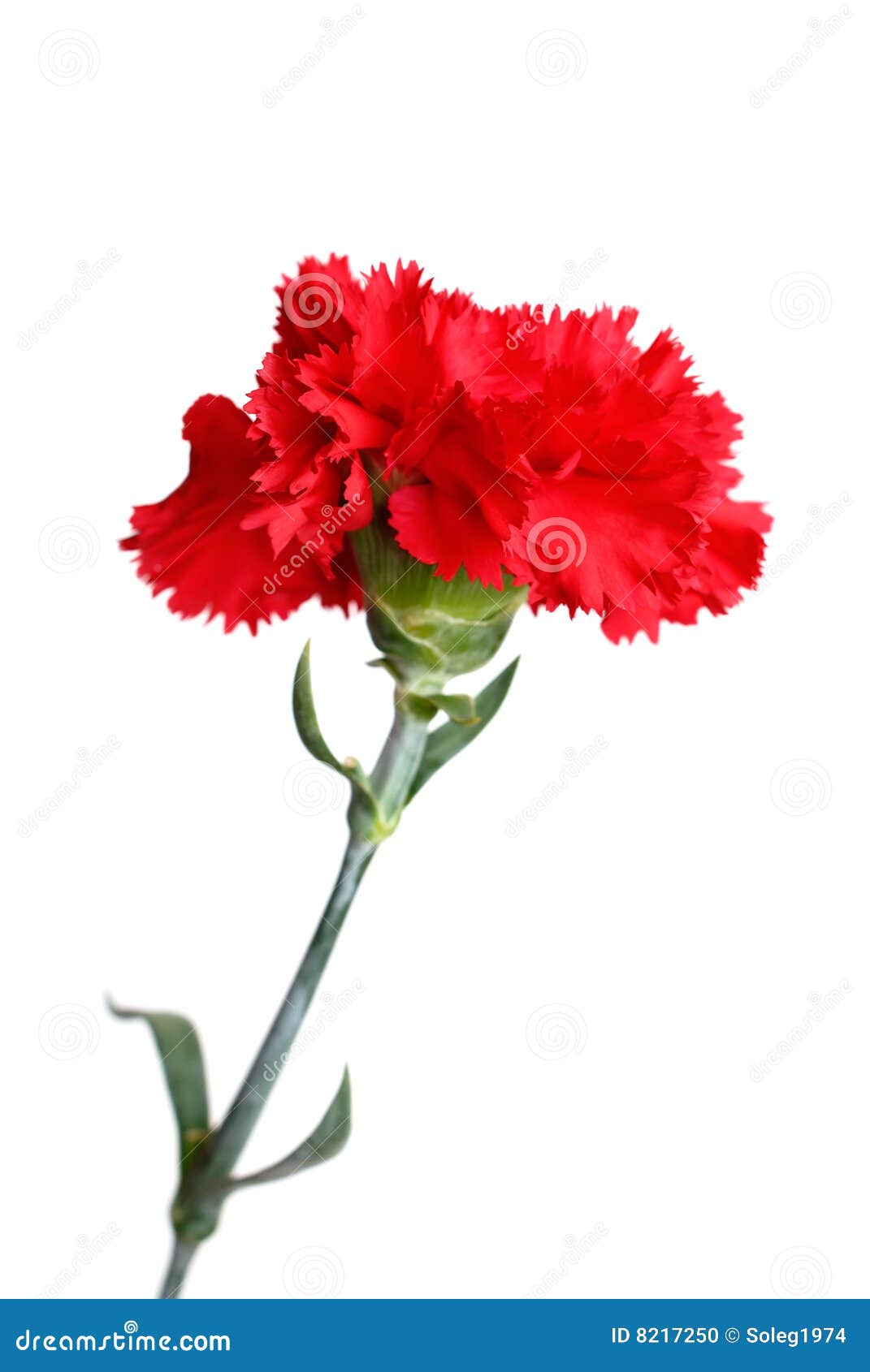 Red Carnation Flower Isolated on White Stock Photo - Image of heart ...