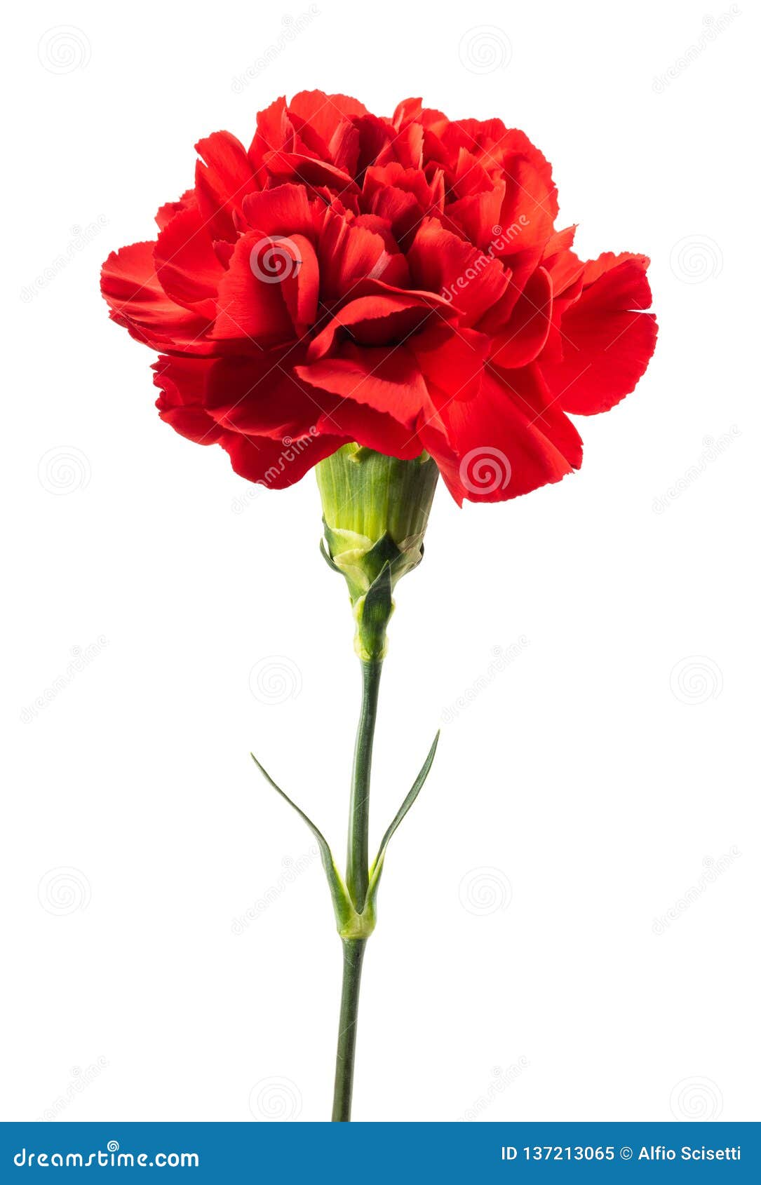 Red carnation stock image. Image of stem, caryophyllus - 137213065