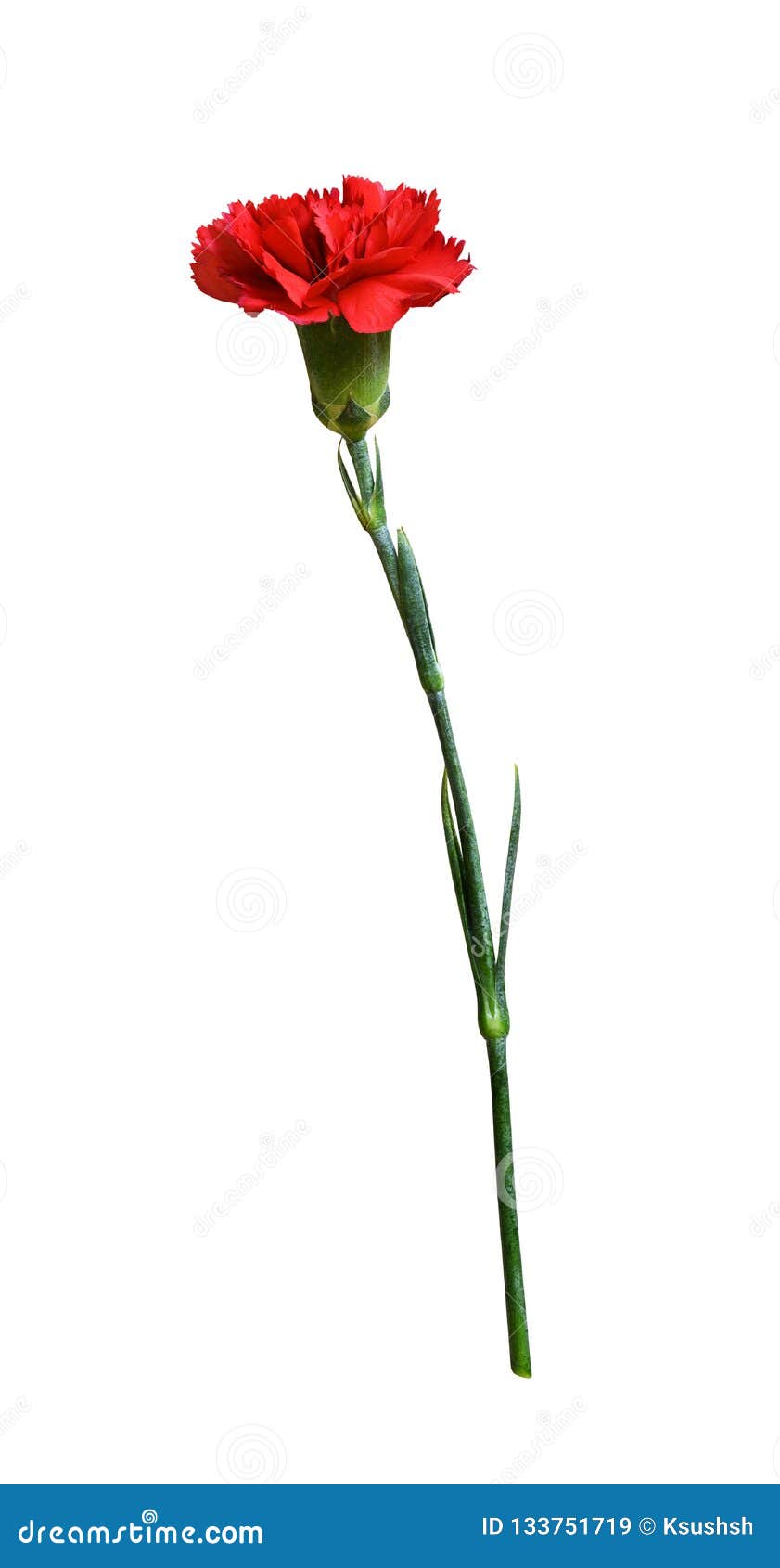Red carnation flower stock image. Image of floral, nature - 133751719