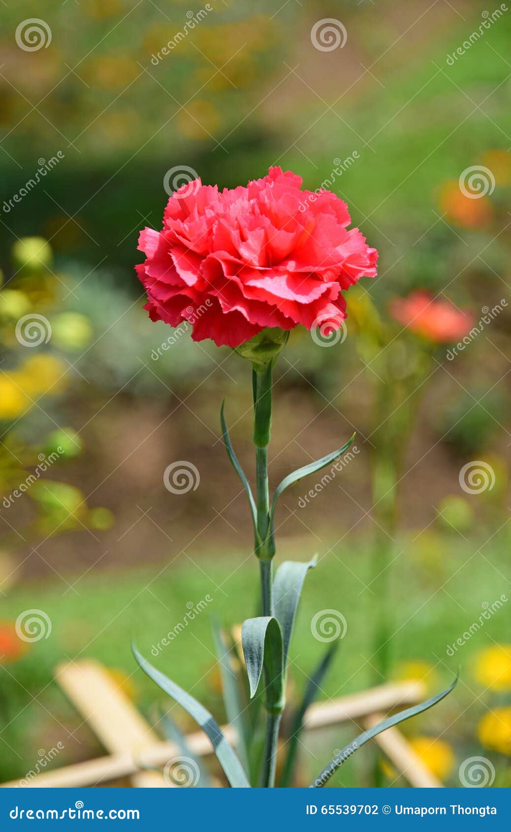 Red Carnation Flower on Nature Background Stock Photo - Image of garden ...