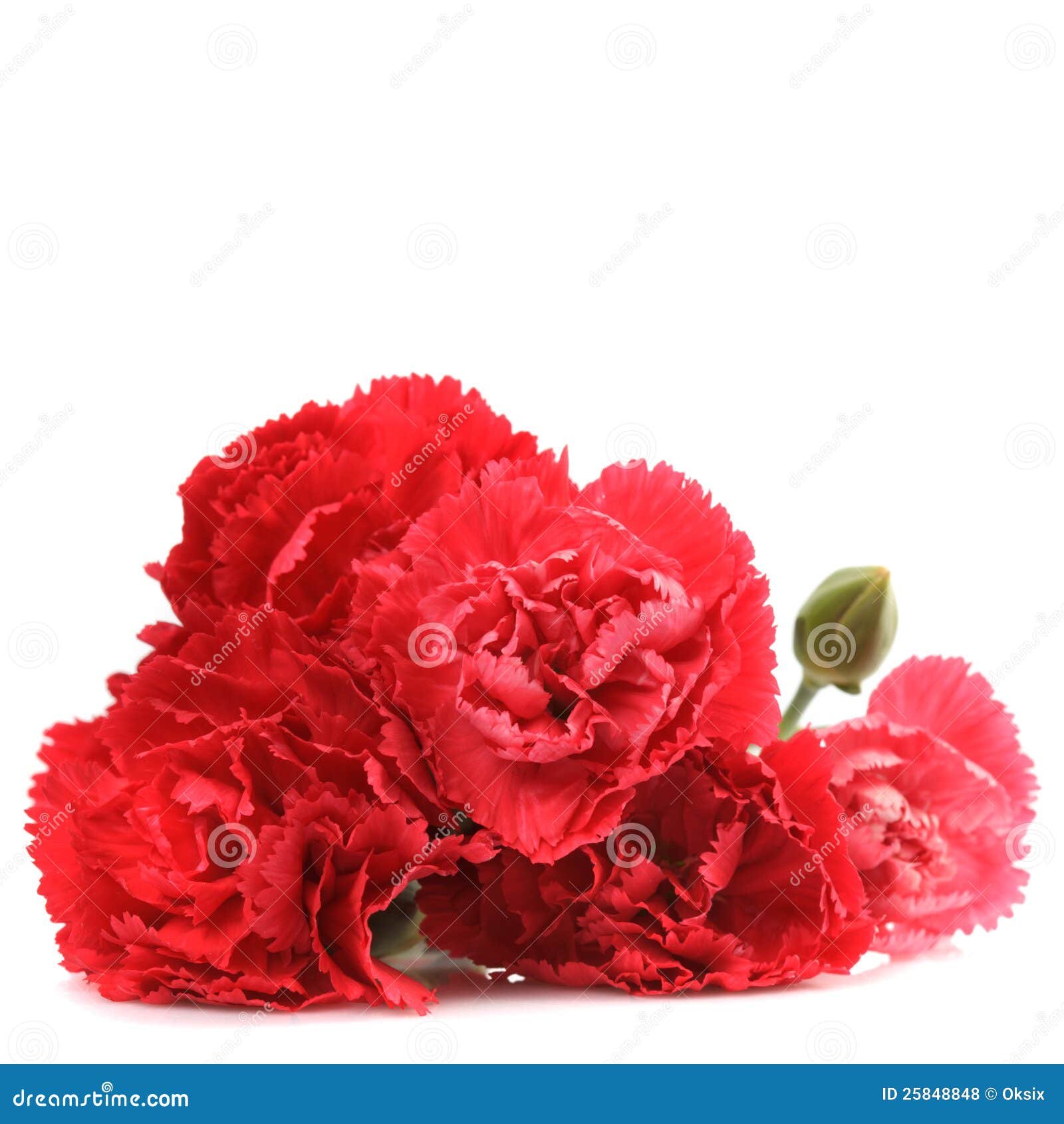 Red carnation flowers stock photo. Image of background - 25848848