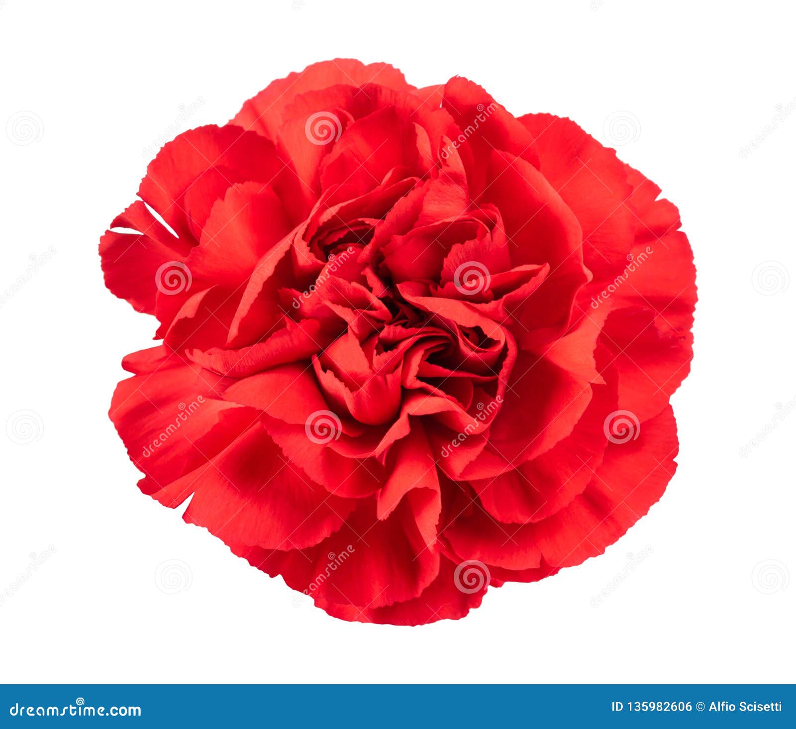 Red carnation stock photo. Image of fireweed, carnations - 135982606