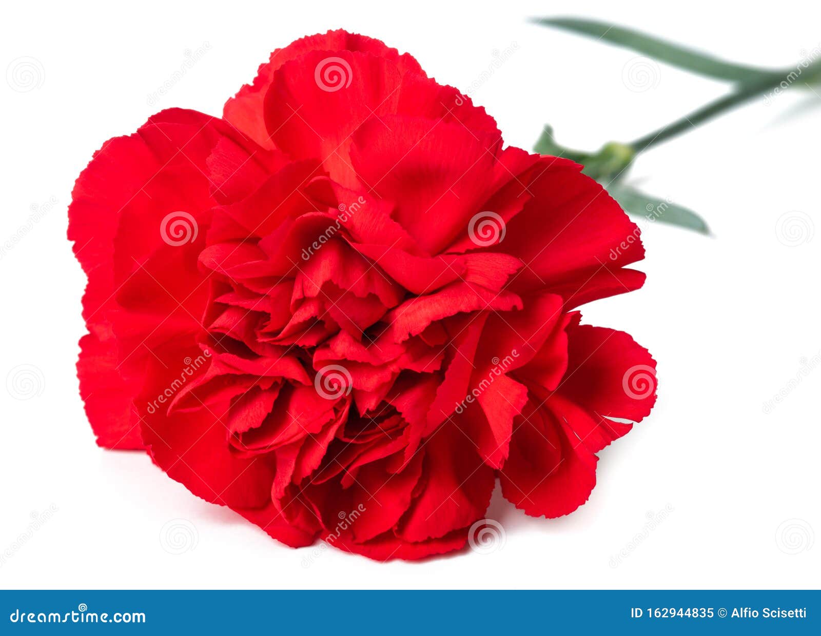 Red carnation stock image. Image of caryophyllus, fireweed - 162944835