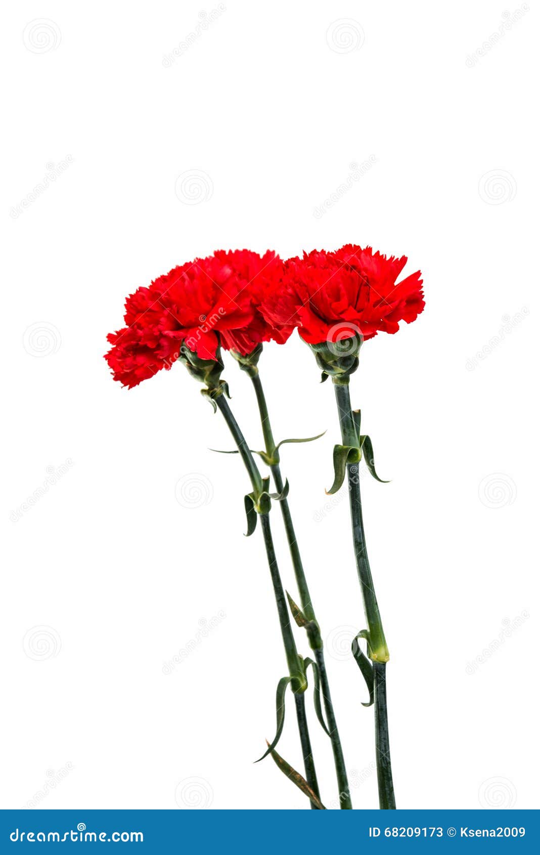 Red carnation isolated stock image. Image of leaf, plant - 68209173