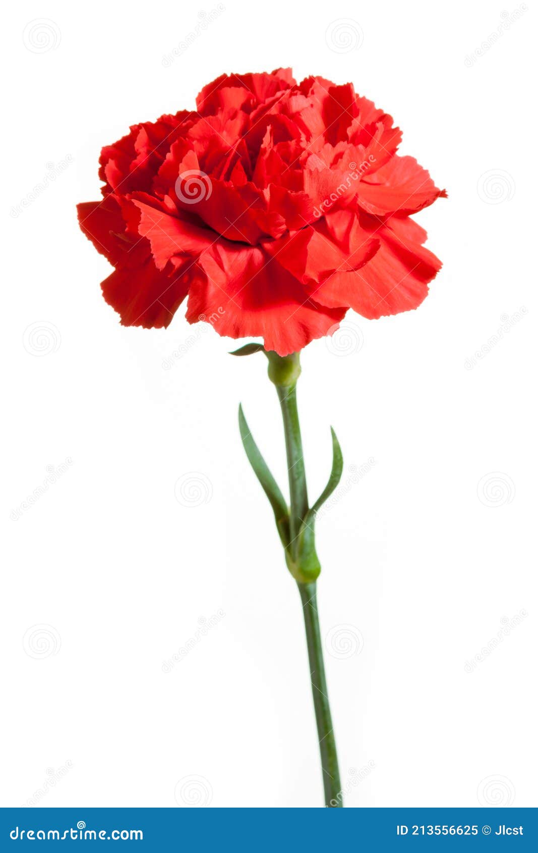 Red Carnation Isolated on White Stock Image - Image of flowers, floral ...