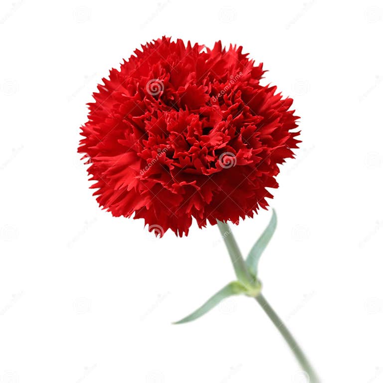 Red Carnation , Mother S Day Stock Photo - Image of happy, white: 19400562