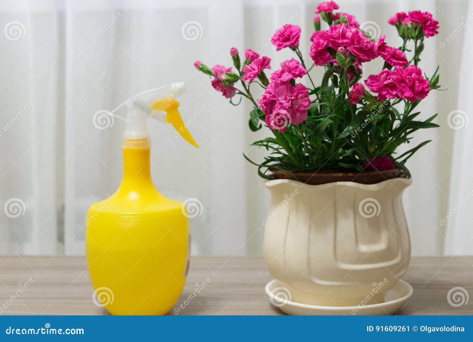 Red Carnation in Pot and a Spray Bottle Stock Image - Image of plant ...