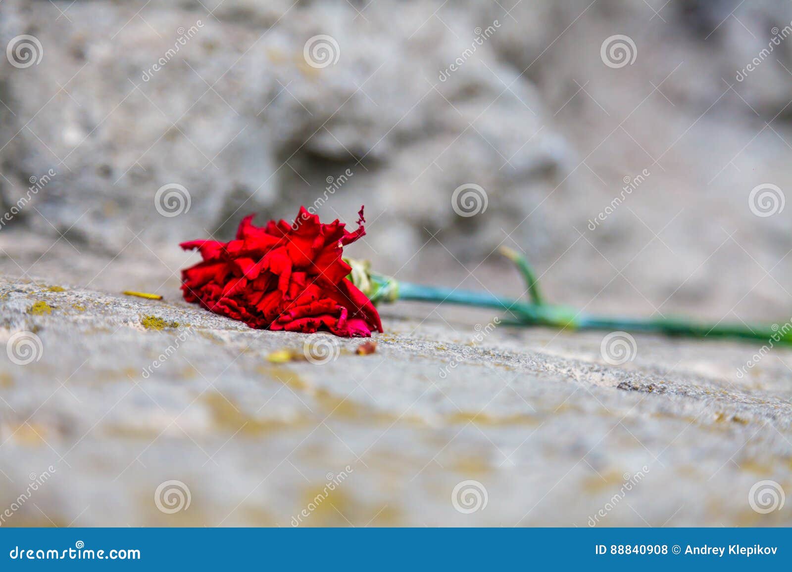 The red carnation stock photo. Image of decoration, green - 88840908