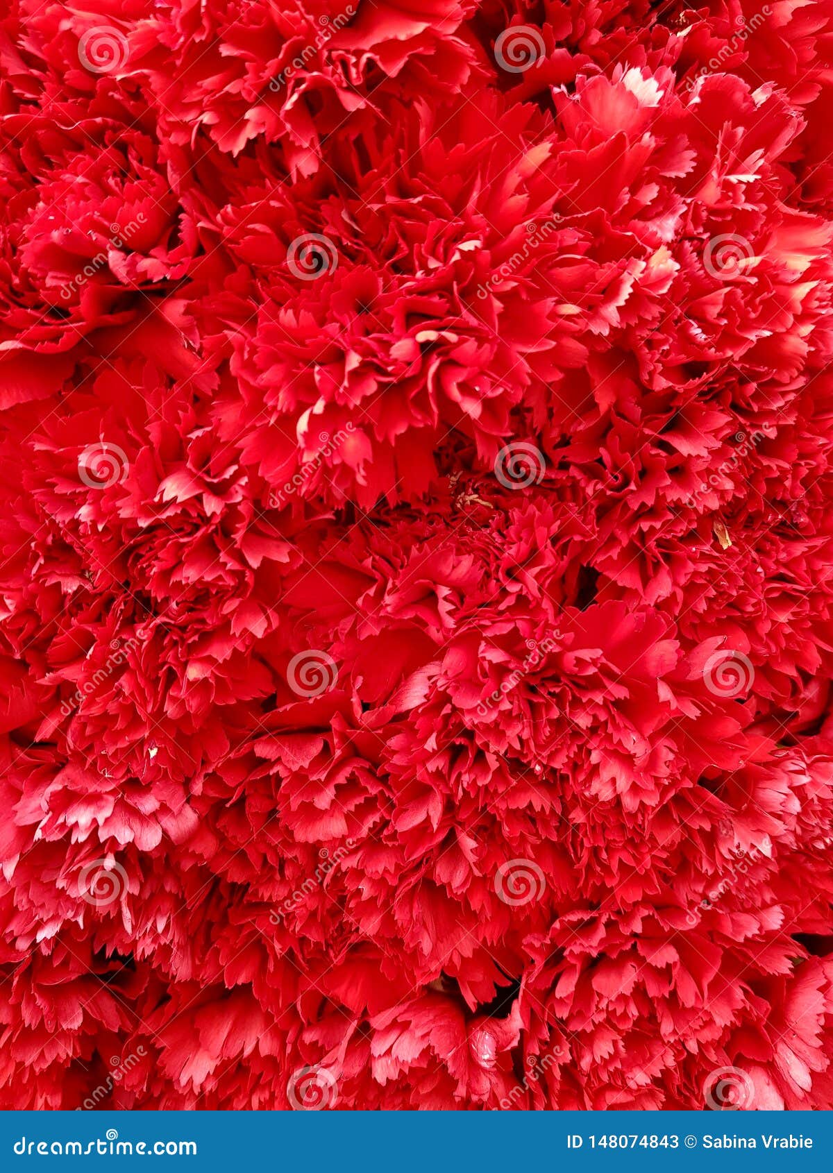 Red carnation texture stock image. Image of texture - 148074843