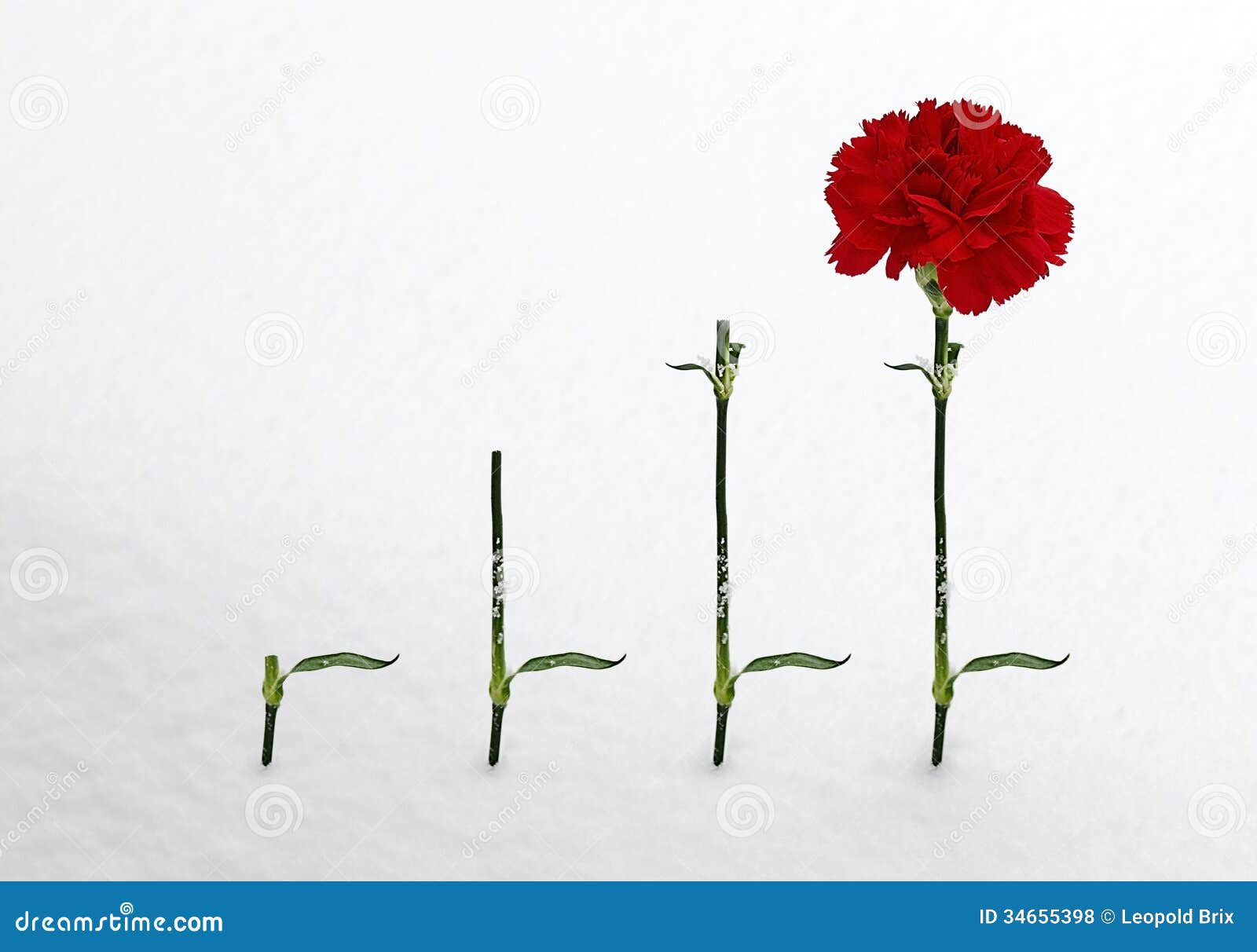 Red Carnation and Three Stems in the Snow Stock Photo - Image of stalk ...
