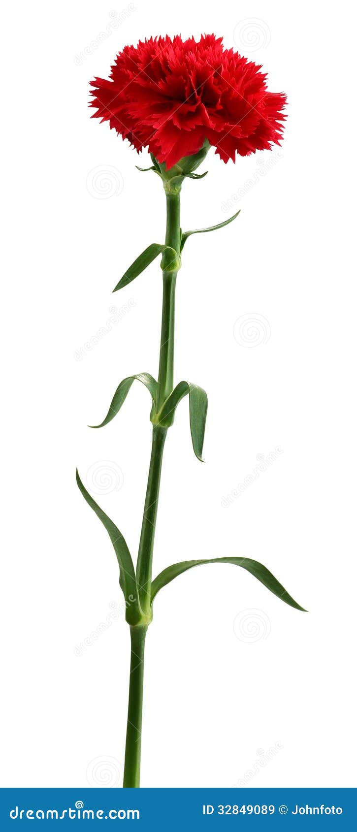Red carnation stock image. Image of flower, blossom, stem - 32849089