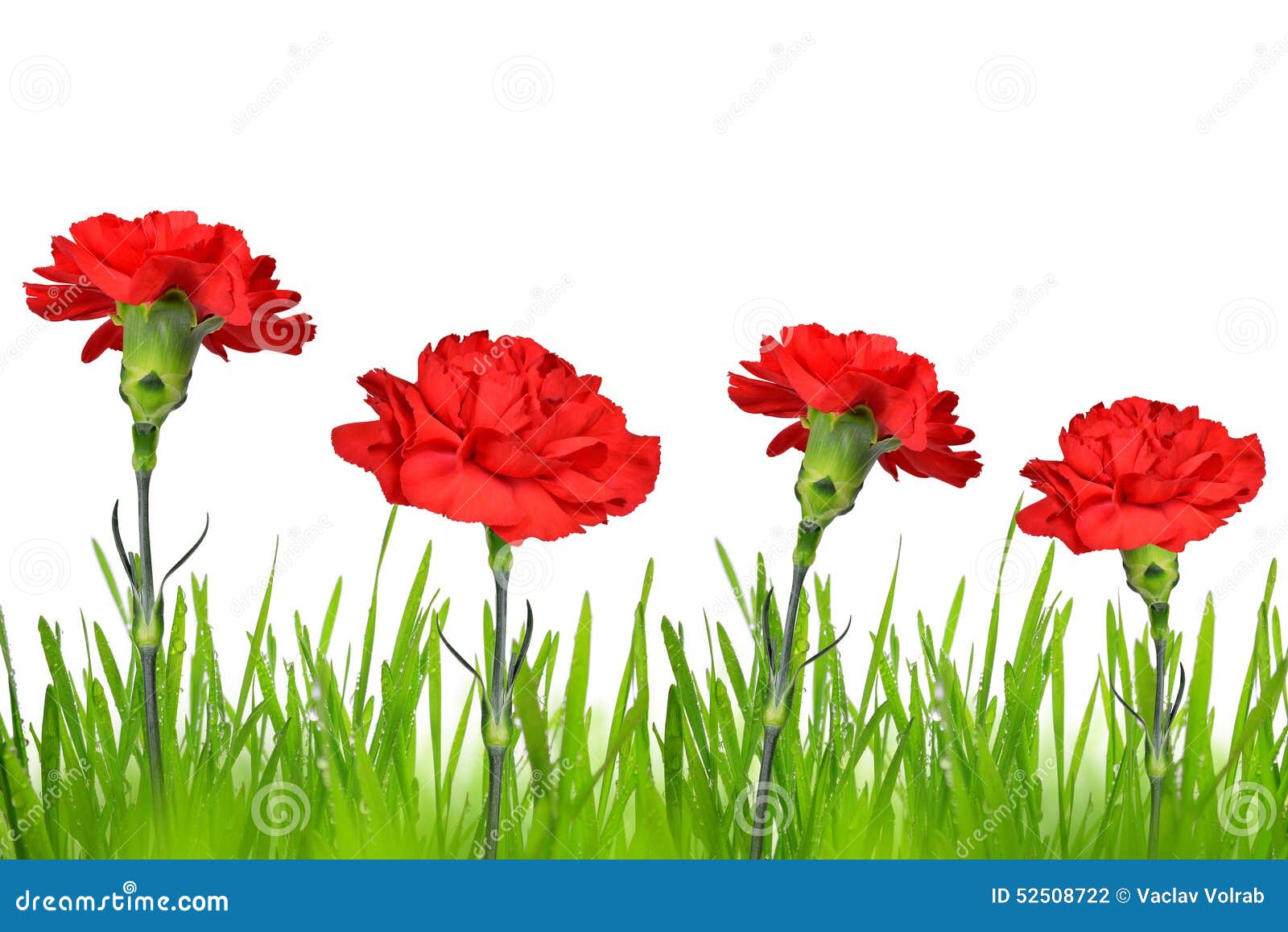 Red carnations flower stock photo. Image of bloom, floral - 52508722