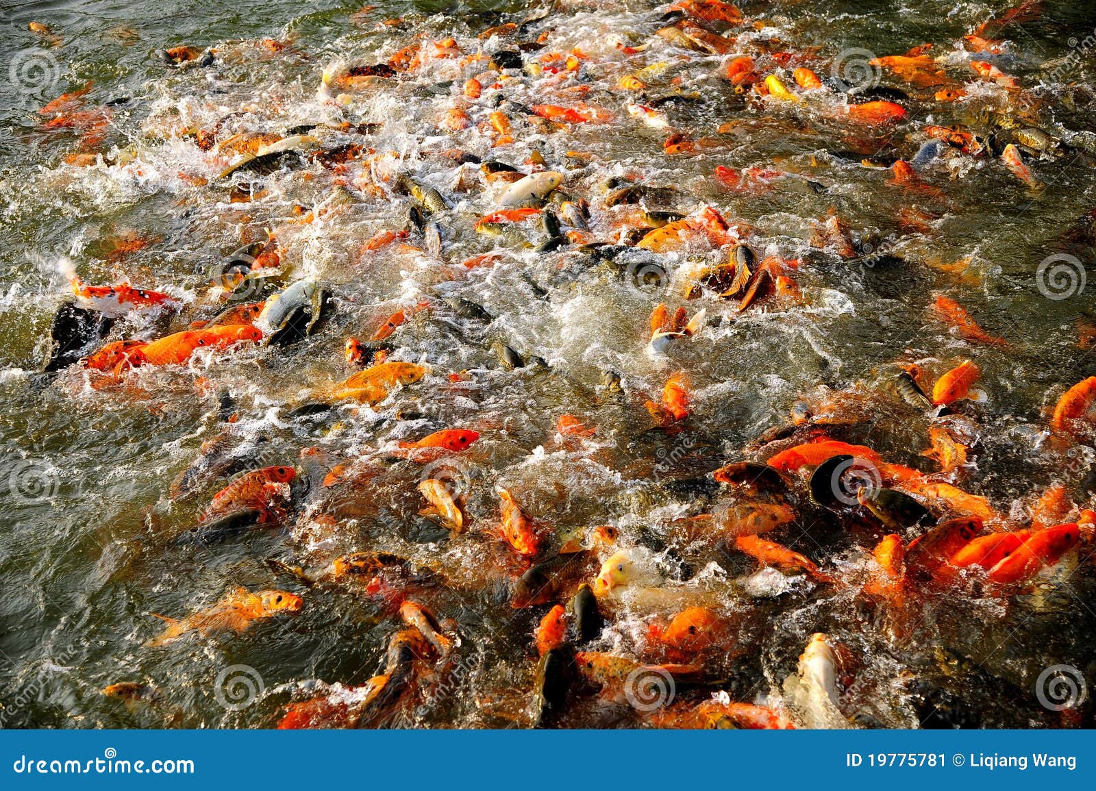 Red carp stock image. Image of fish, decorative, jump - 19775781