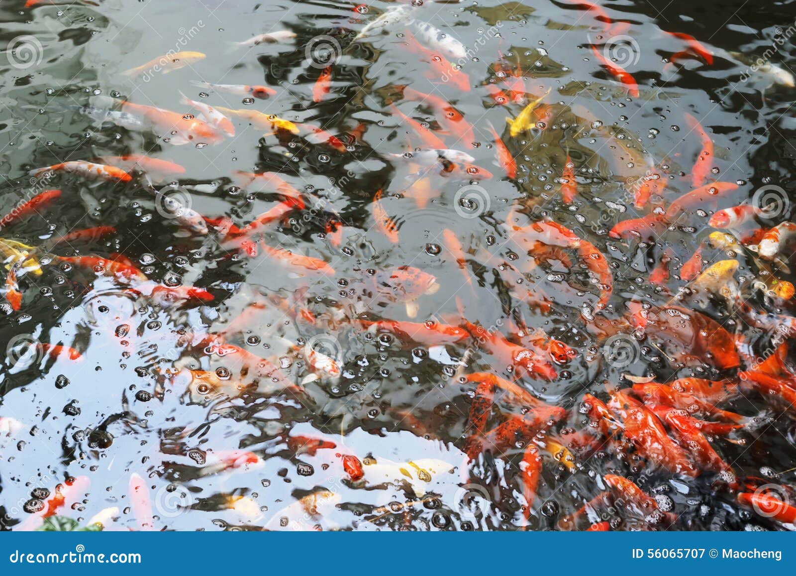 Red carp fish stock image. Image of marine, feeding, swimming - 56065707