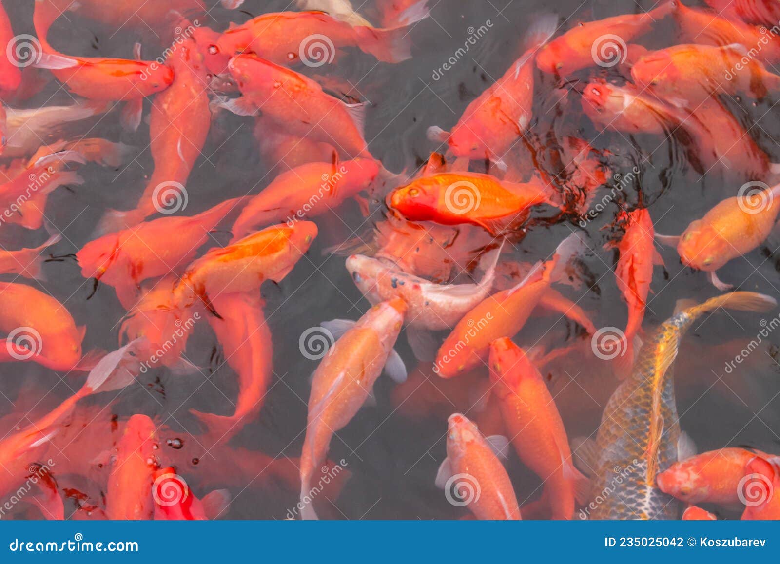 Red carp fish. stock photo. Image of lake, beautiful - 235025042