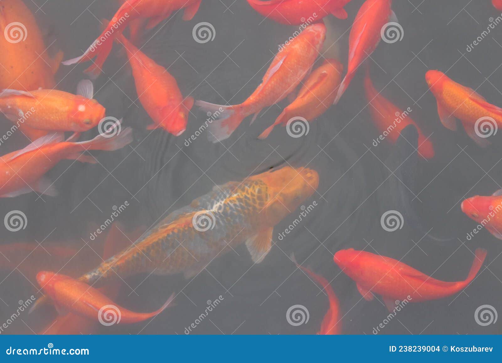 Red carp fish. stock photo. Image of colored, lake, fengshui - 238239004