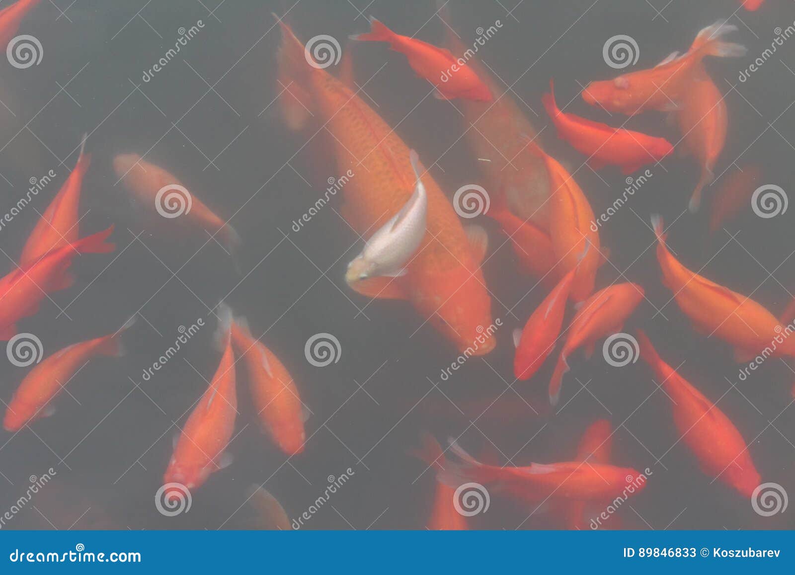 Red carp fish. stock image. Image of carp, fengshui, color - 89846833
