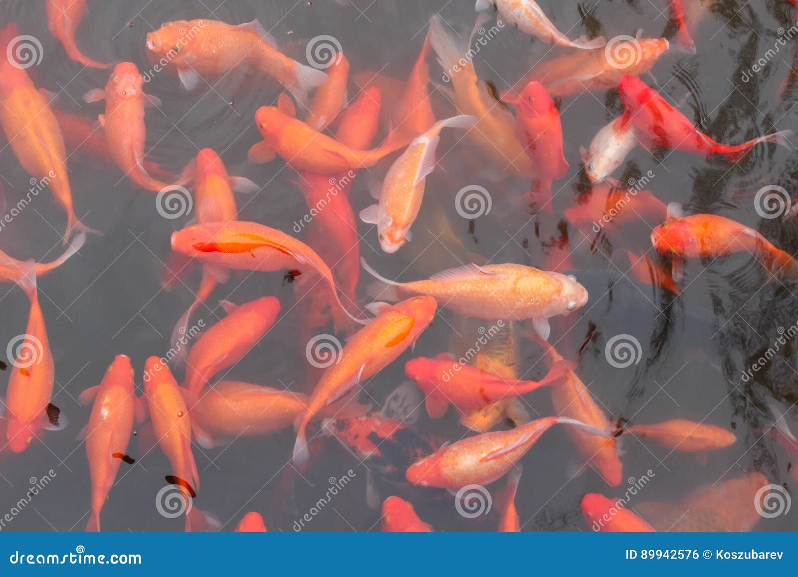 Red carp fish. stock photo. Image of koifishpond, asia - 89942576