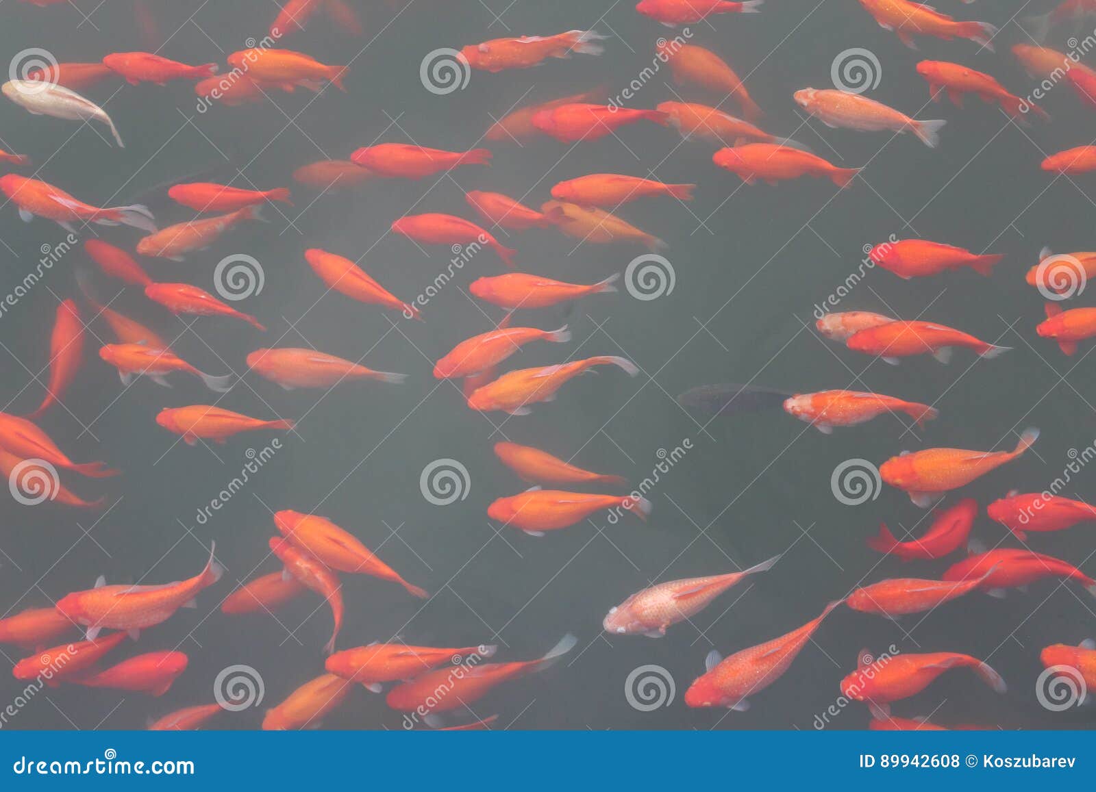 Red carp fish. stock photo. Image of koifishpattern, koifishinpond ...