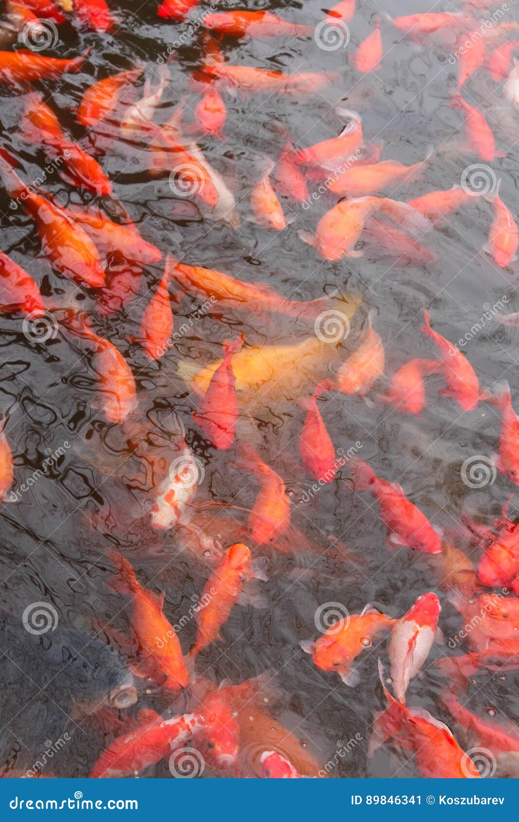 Red carp fish. stock image. Image of japan, life, background - 89846341