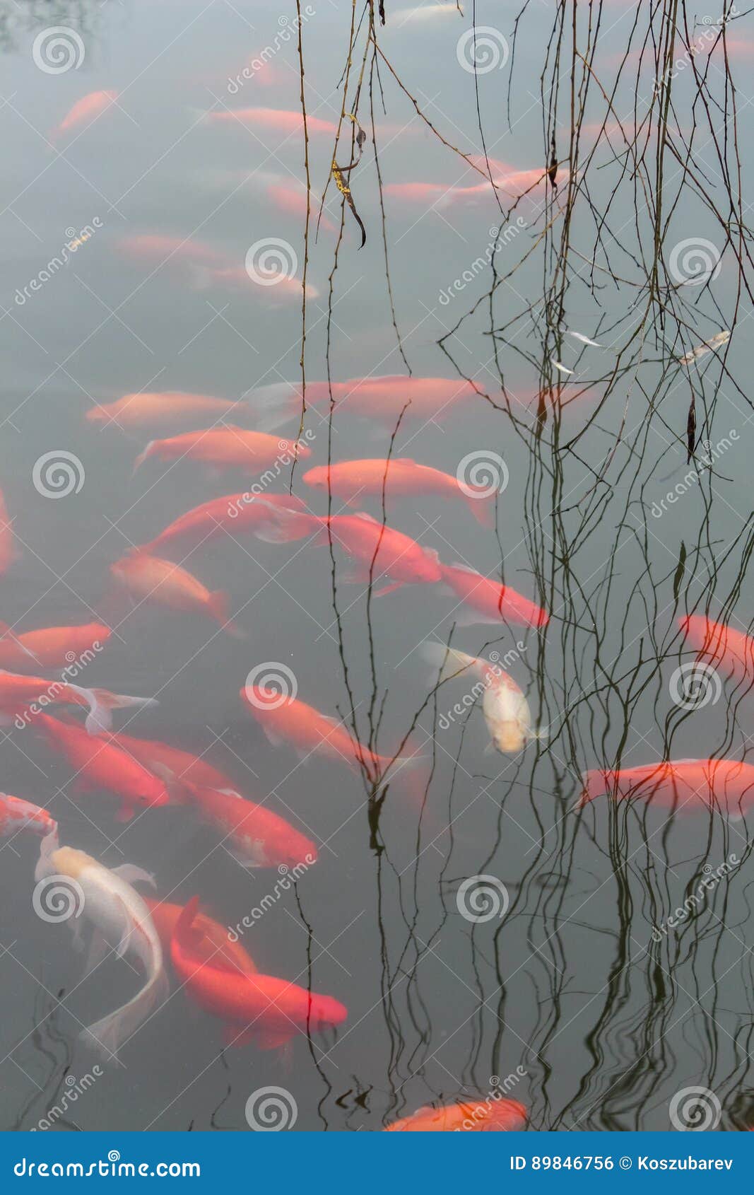 Red carp fish. stock photo. Image of koifishpattern, garden - 89846756