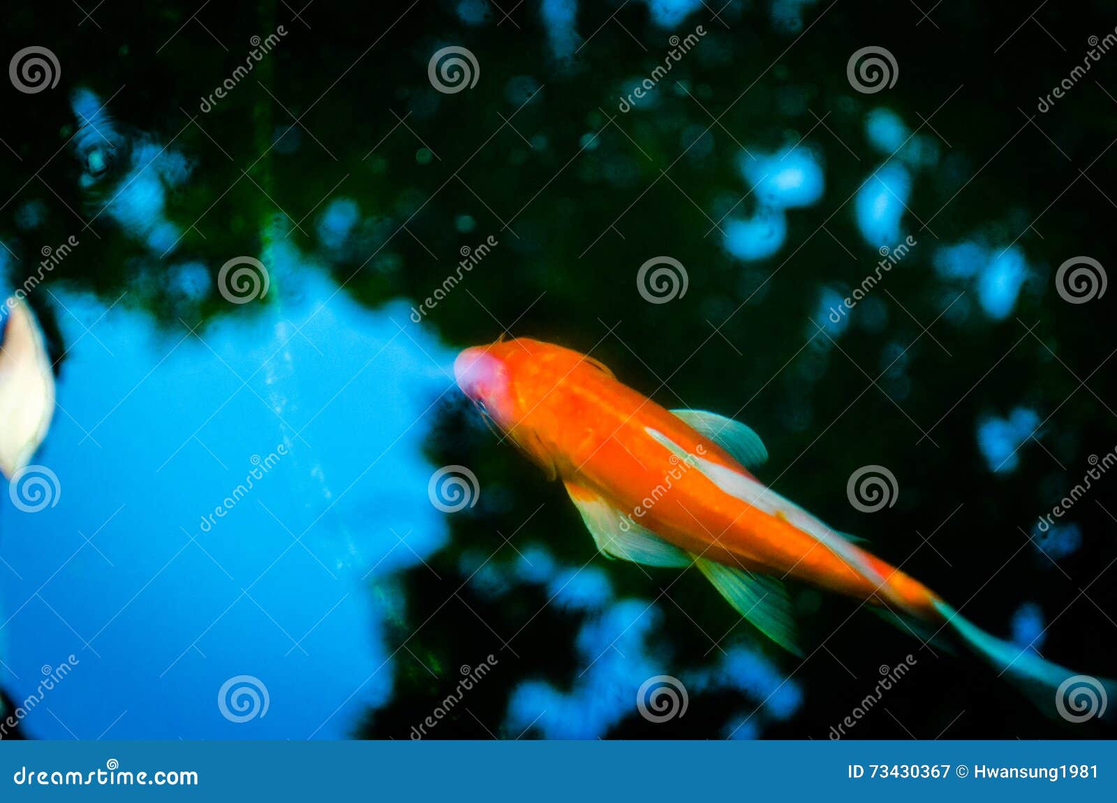 Red Carp stock image. Image of swim, nature, aquarium - 73430367