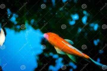 Red Carp stock image. Image of swim, nature, aquarium - 73430367