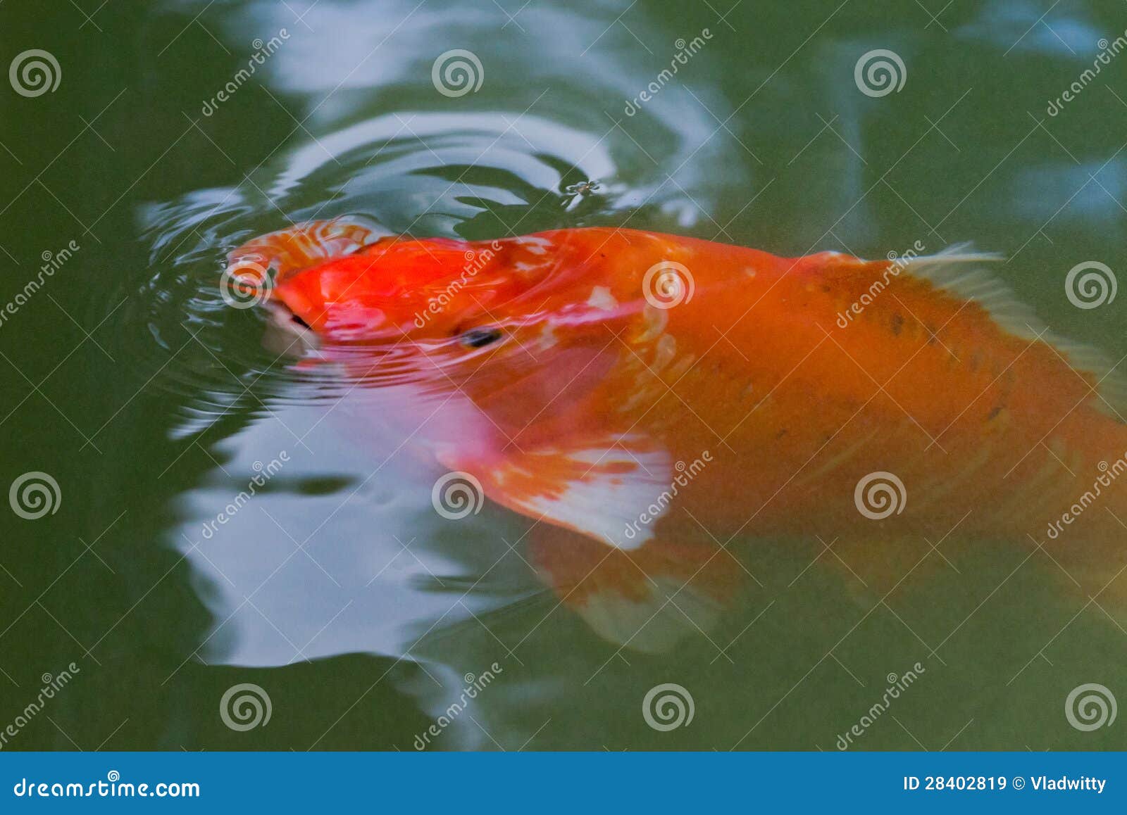 Red carp koi fish stock image. Image of tranquil, goldfish - 28402819