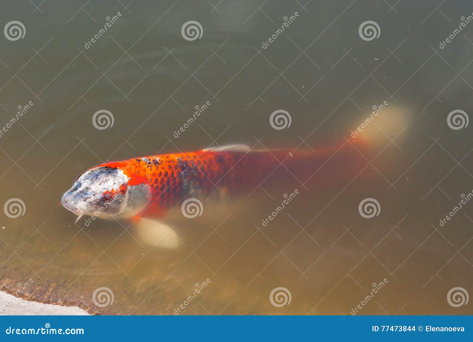 Red Carp in Water at Summer Stock Photo - Image of fancy, carp: 77473844