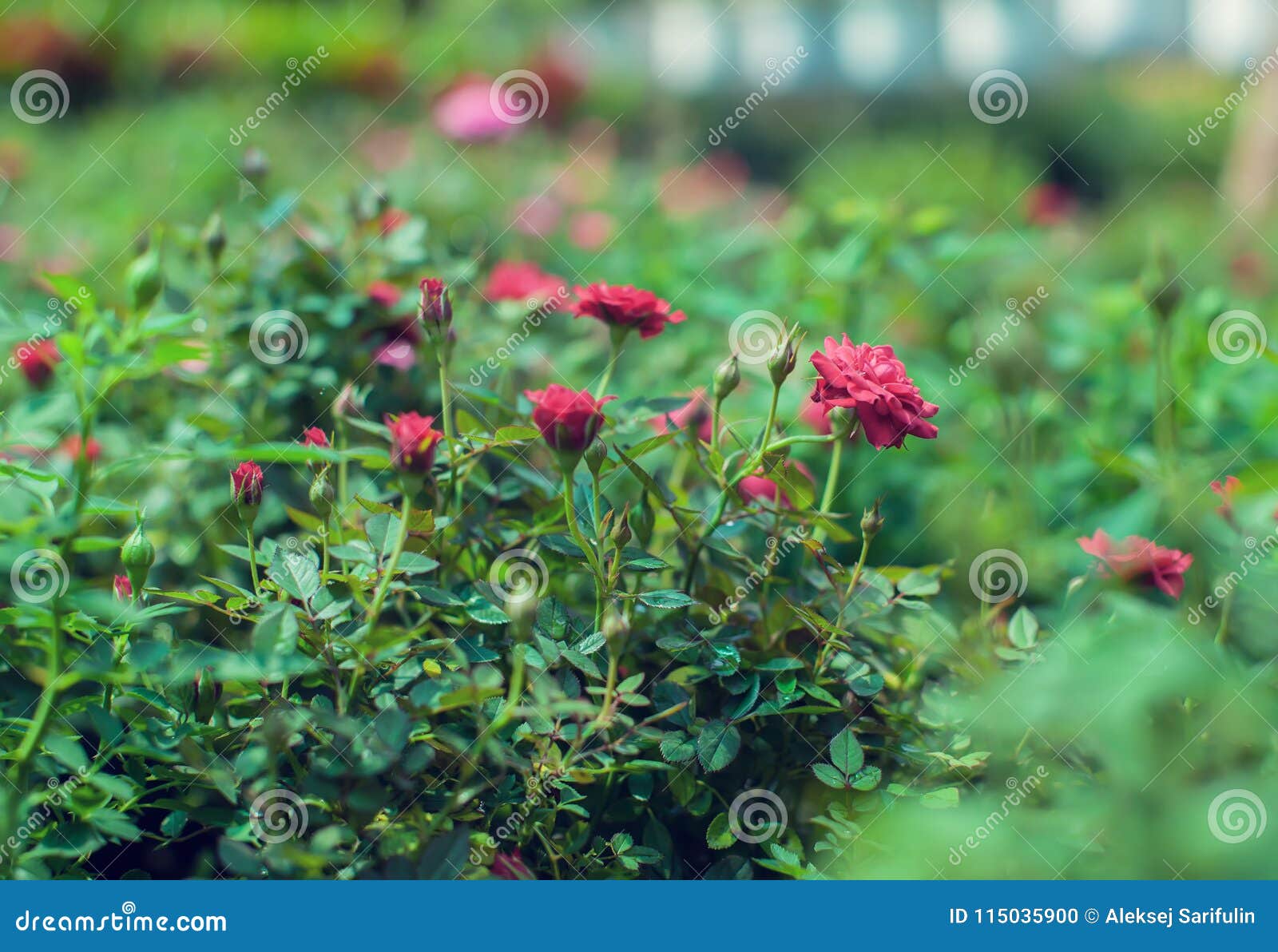 Red Cascade Miniature Rose Bred Red Mini Roses Stock Photo - Image of ...