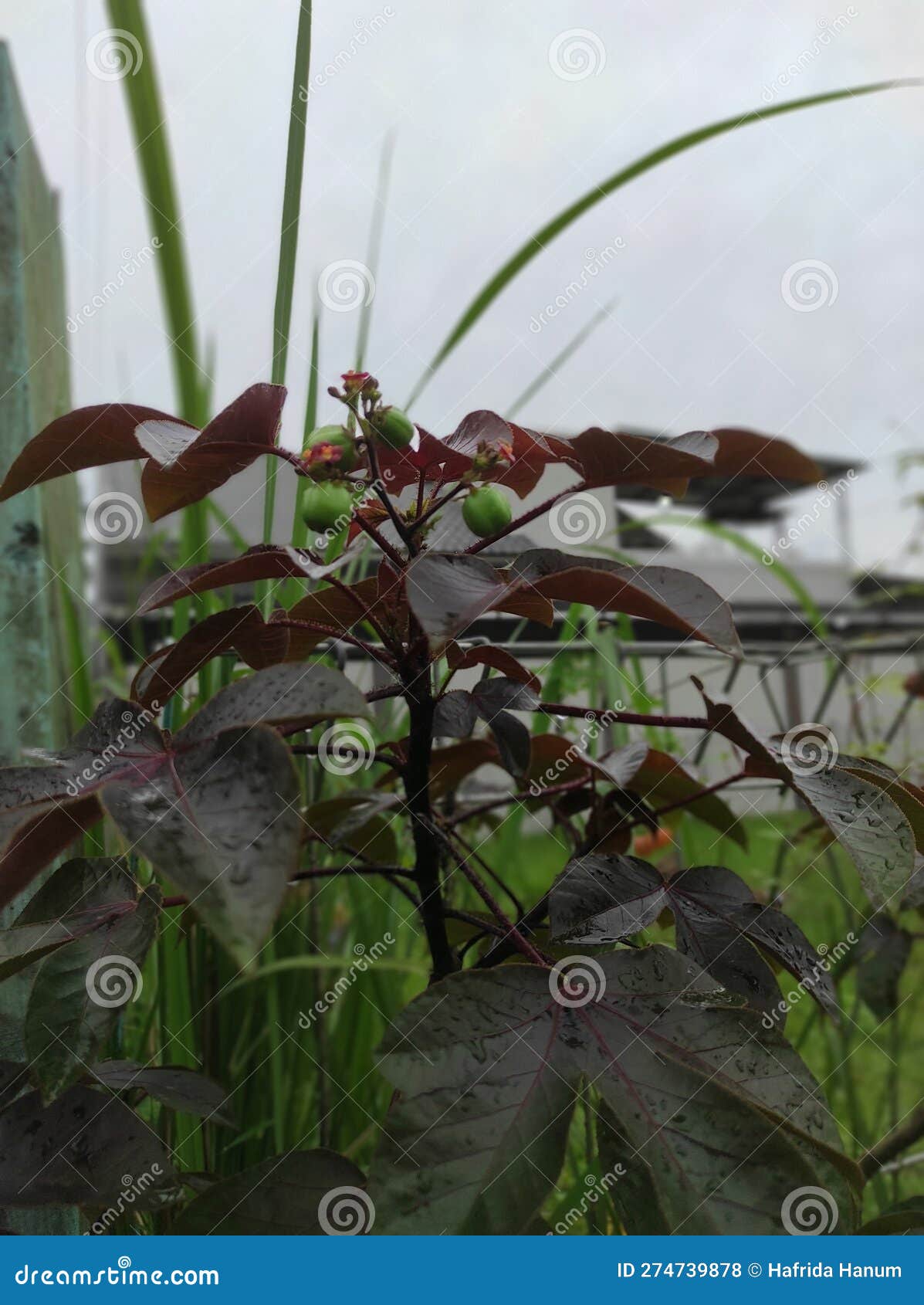 Red castor leaf stock photo. Image of plant, leaf, herbal - 274739878