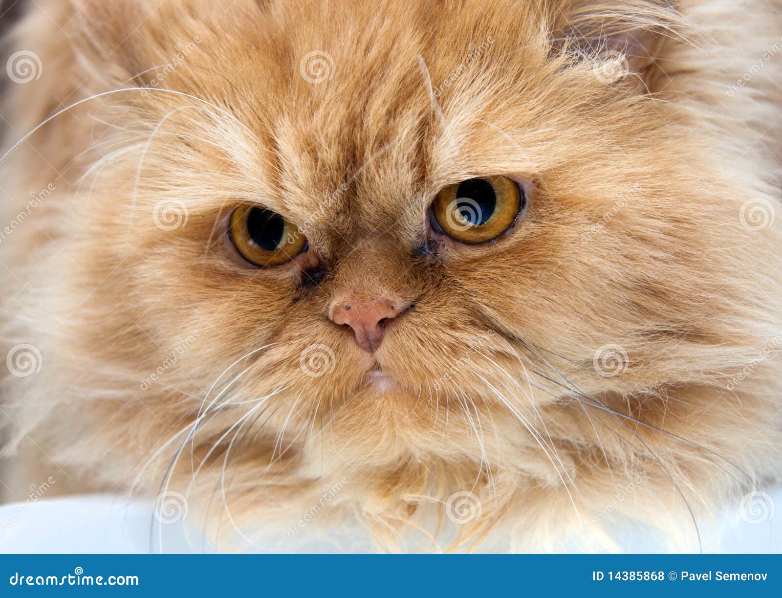 Red cat stock photo. Image of look, animals, macro, closeup - 14385868