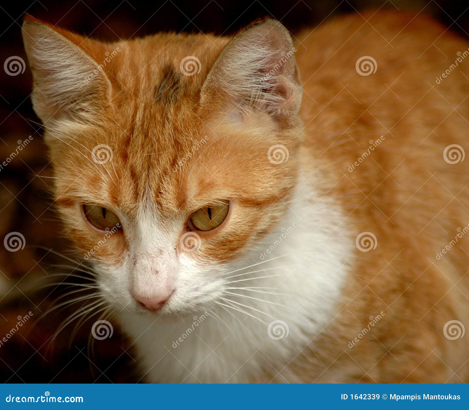 Red cat stock image. Image of chalkis, cats, evia, pets - 1642339