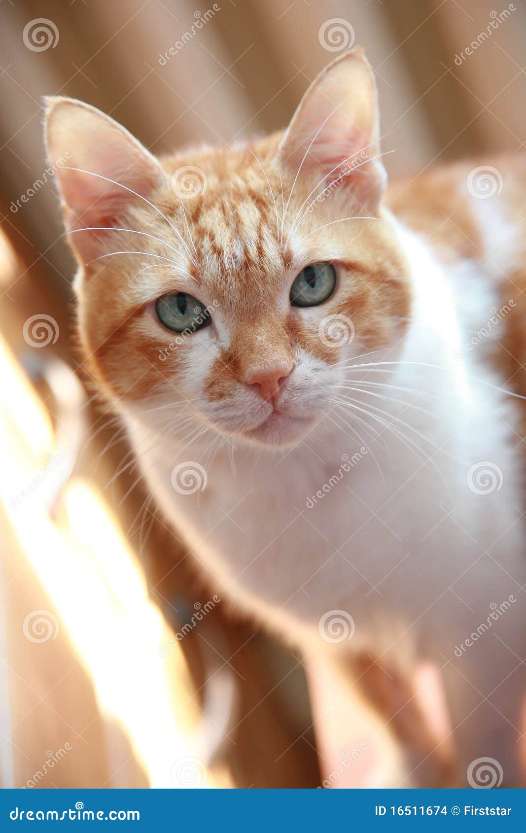 Red cat stock photo. Image of green, background, cute - 16511674