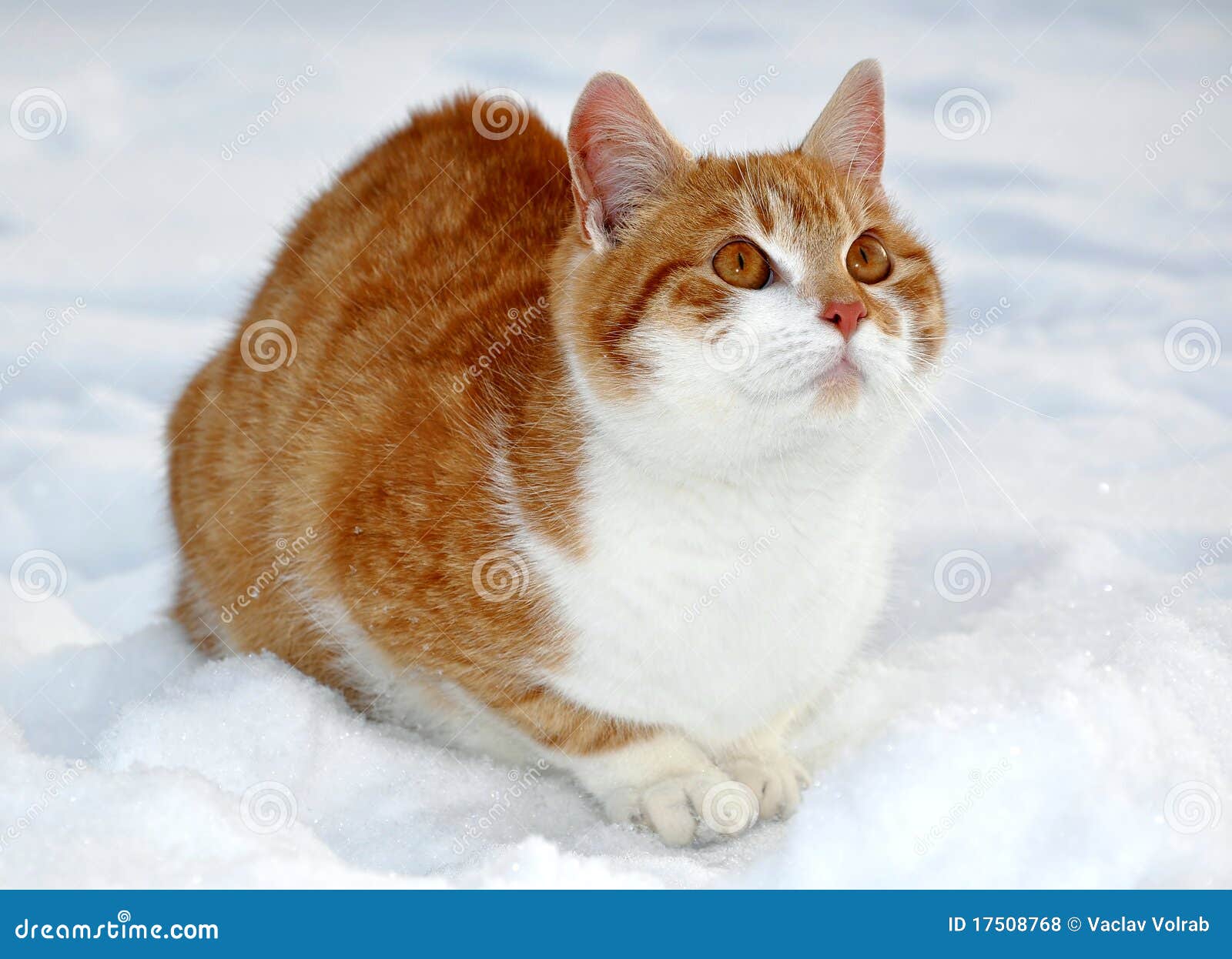 Red cat stock photo. Image of loving, household, domestic - 17508768