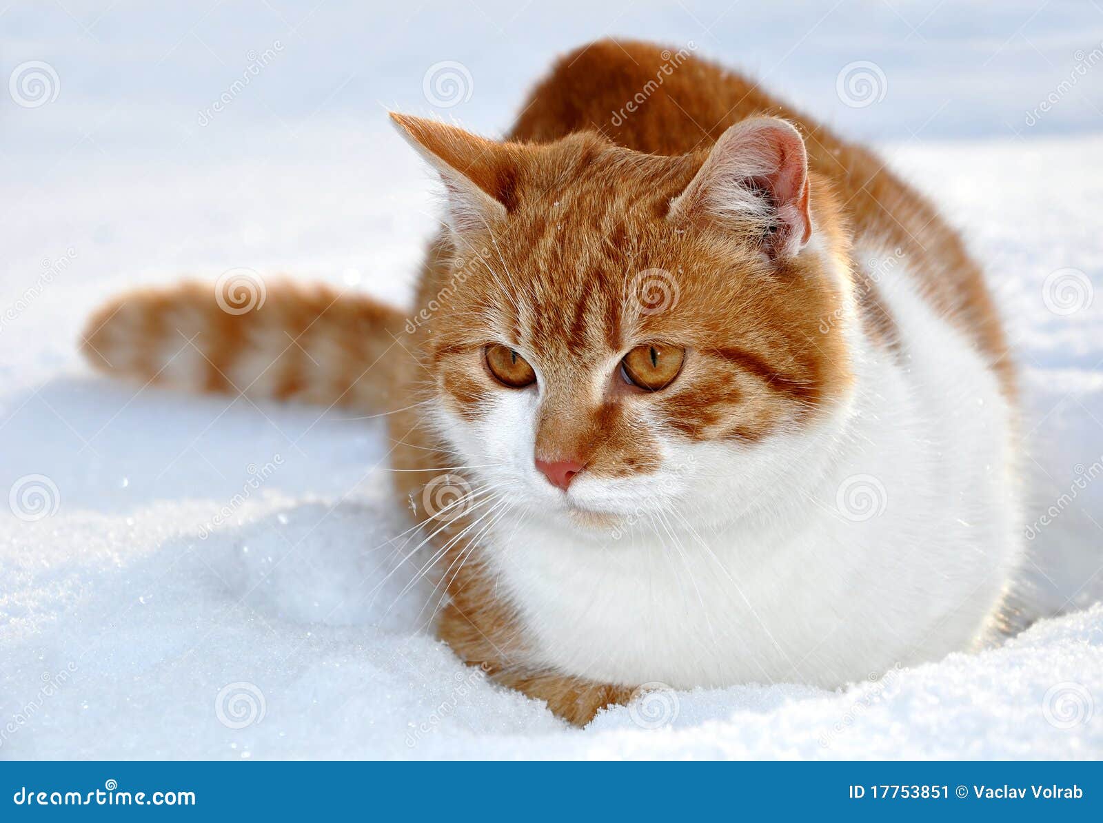 Red cat stock image. Image of interested, concern, cute - 17753851