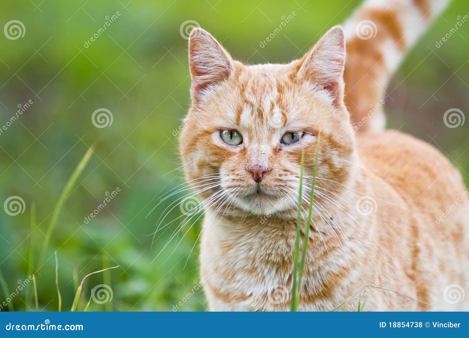Red cat stock photo. Image of outdoors, nature, outside - 18854738
