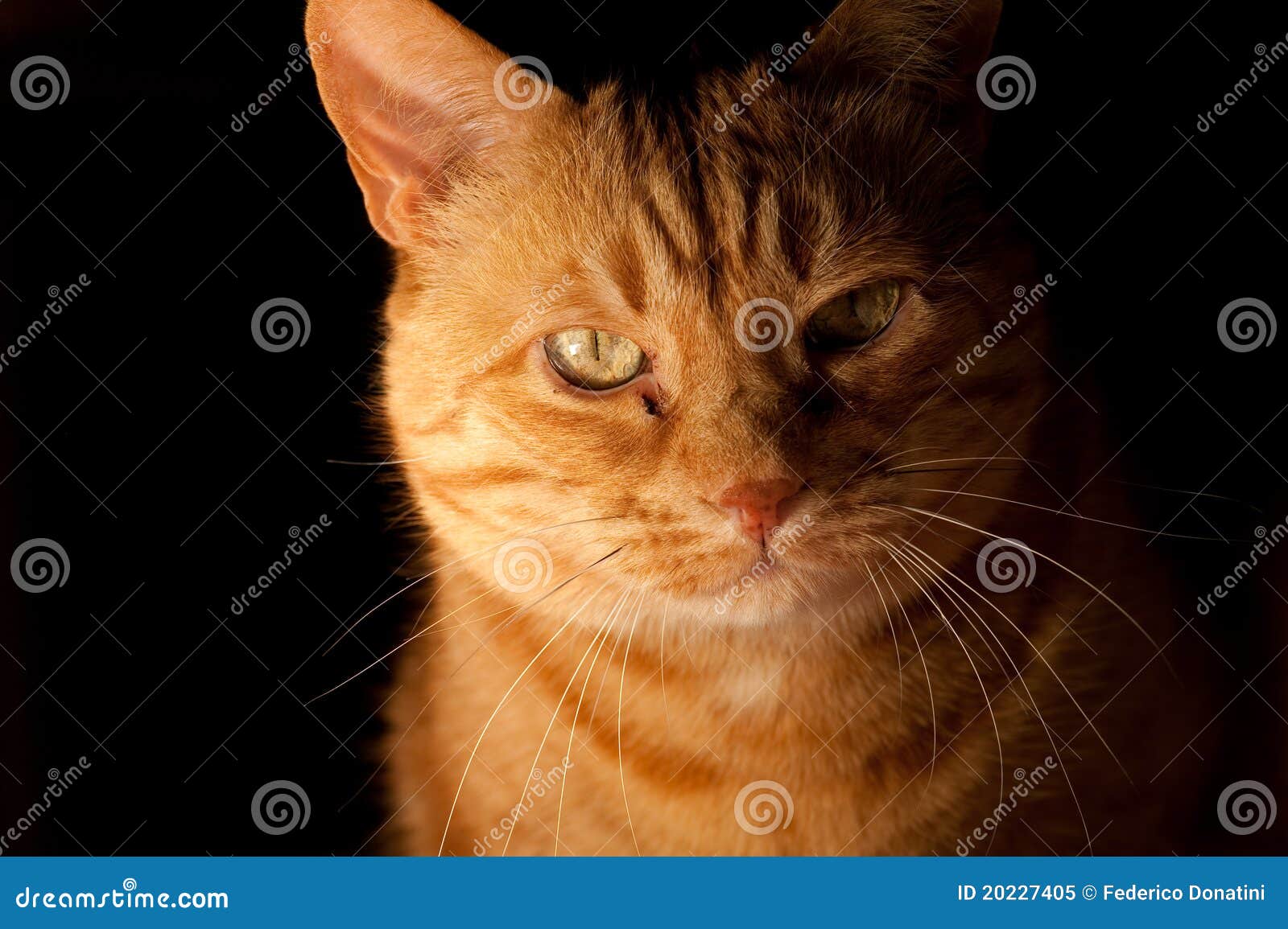 Red cat stock image. Image of cute, pedigree, breed, kitty - 20227405