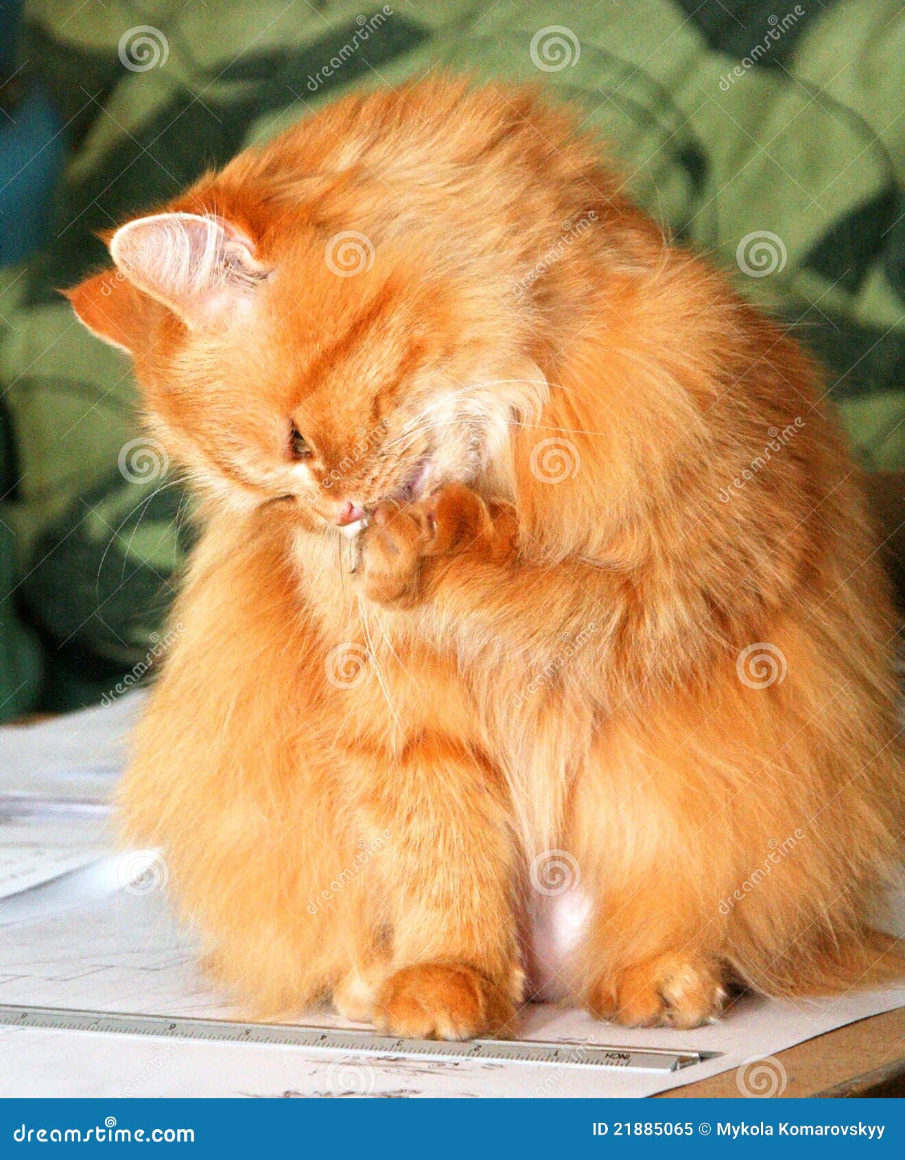 Red cat stock image. Image of nature, kitten, kitty, eyes - 21885065