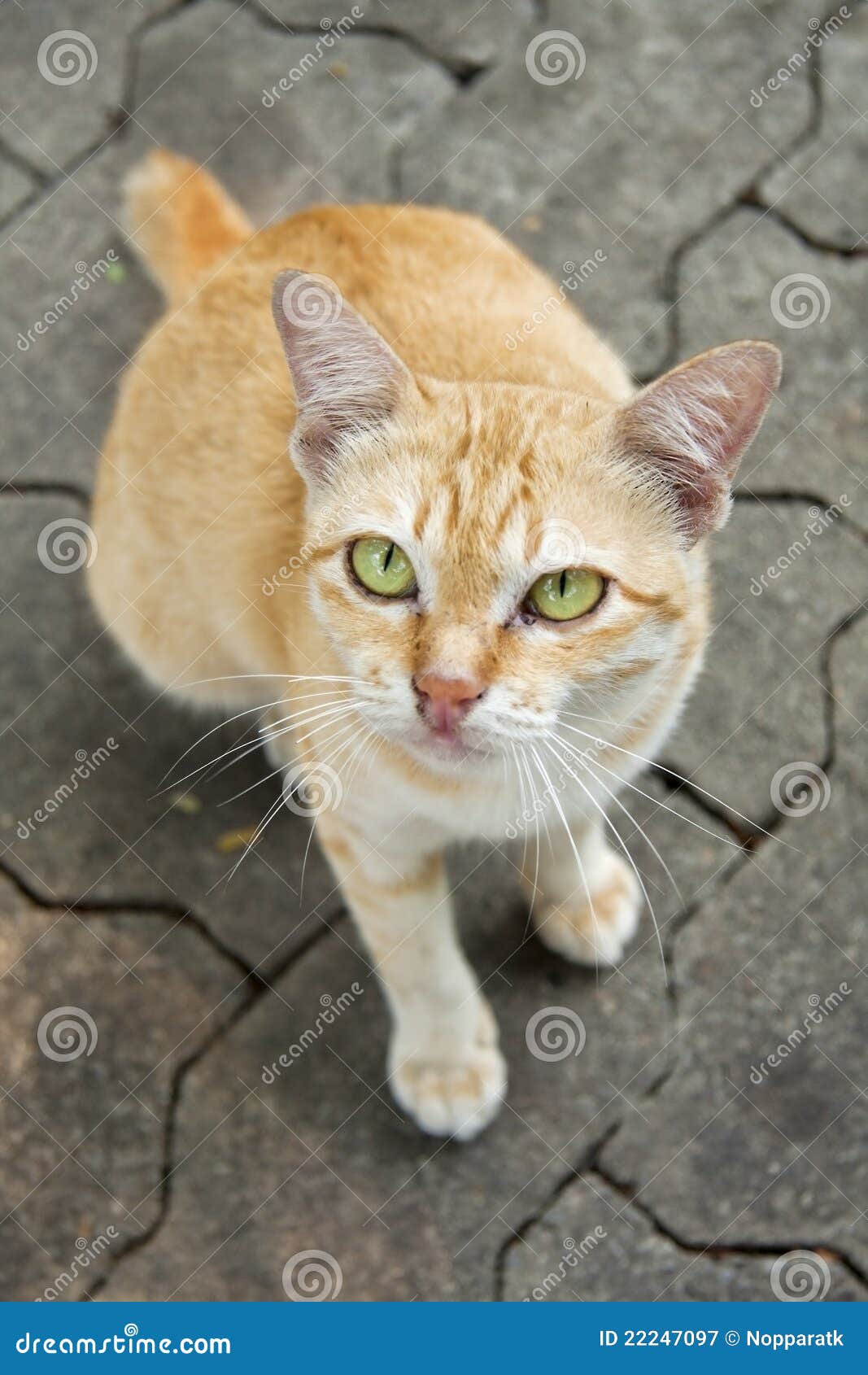 Red Cat. stock image. Image of ground, breed, curious - 22247097