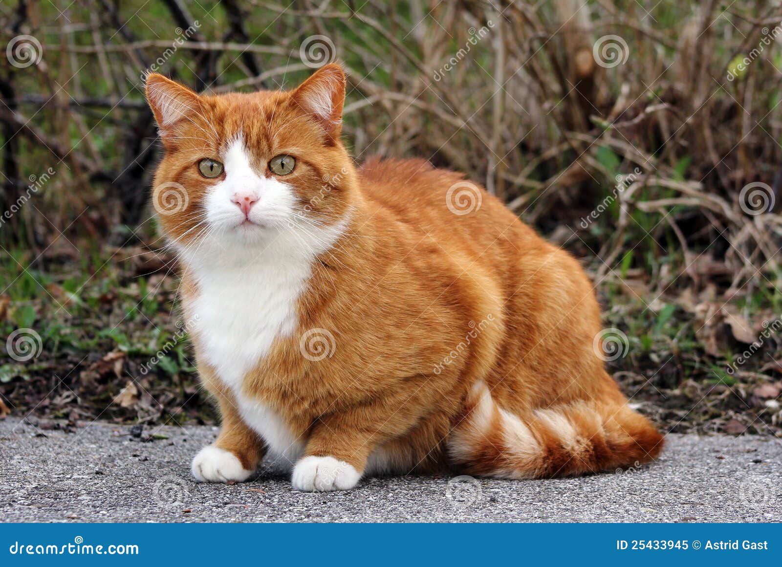 The red cat stock image. Image of attacked, hair, decided - 25433945