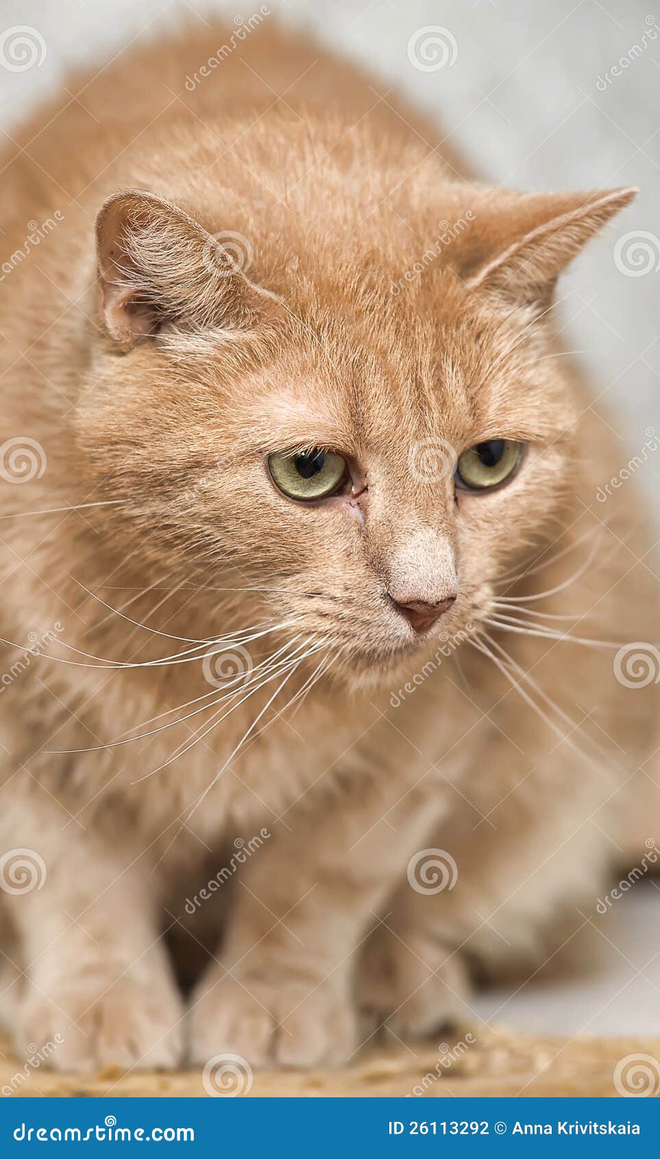 Red Cat stock photo. Image of funny, domestic, ginger - 26113292