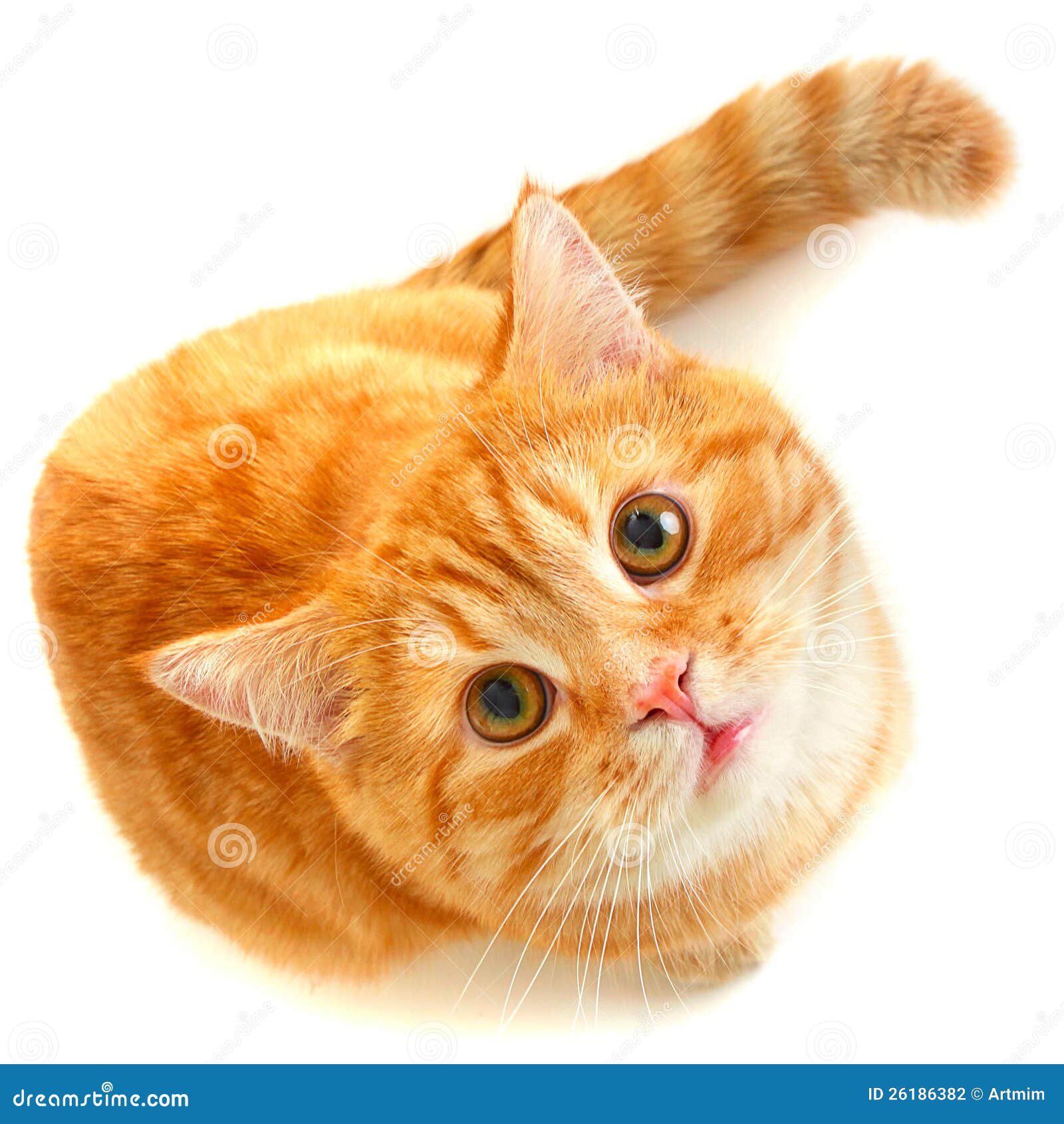Red cat stock photo. Image of color, head, playful, animal - 26186382