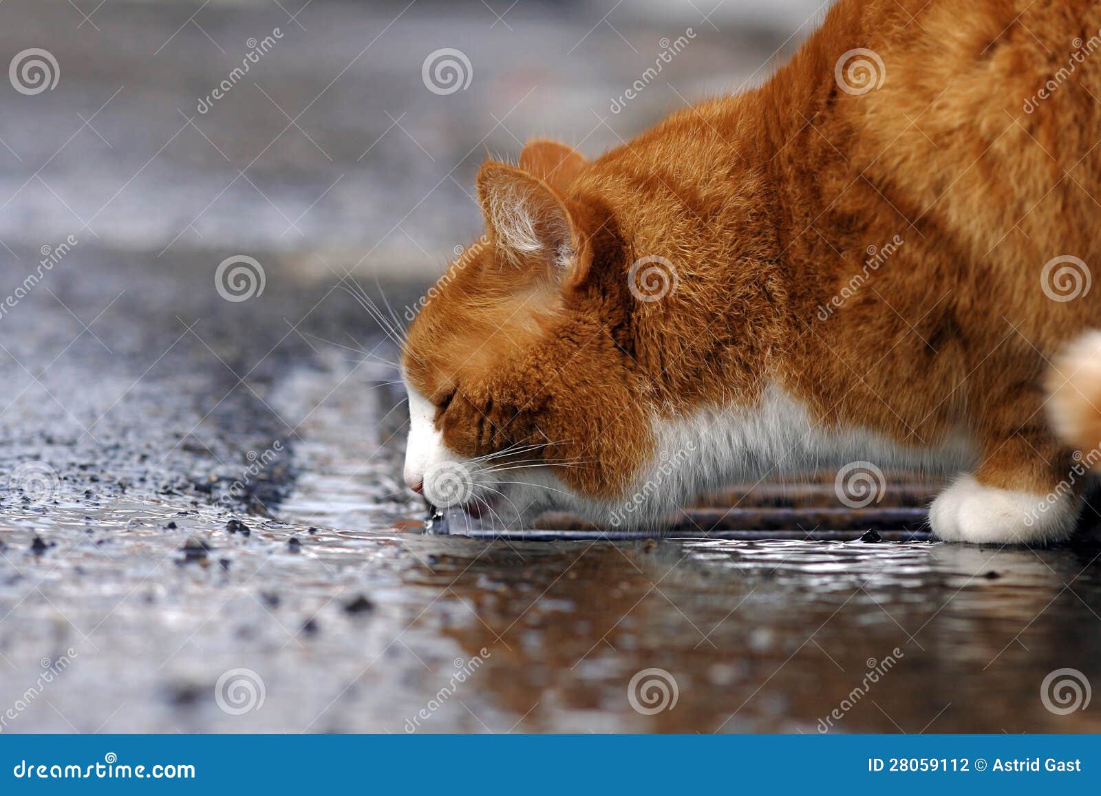 194 Cat Drain Stock Photos - Free & Royalty-Free Stock Photos from ...