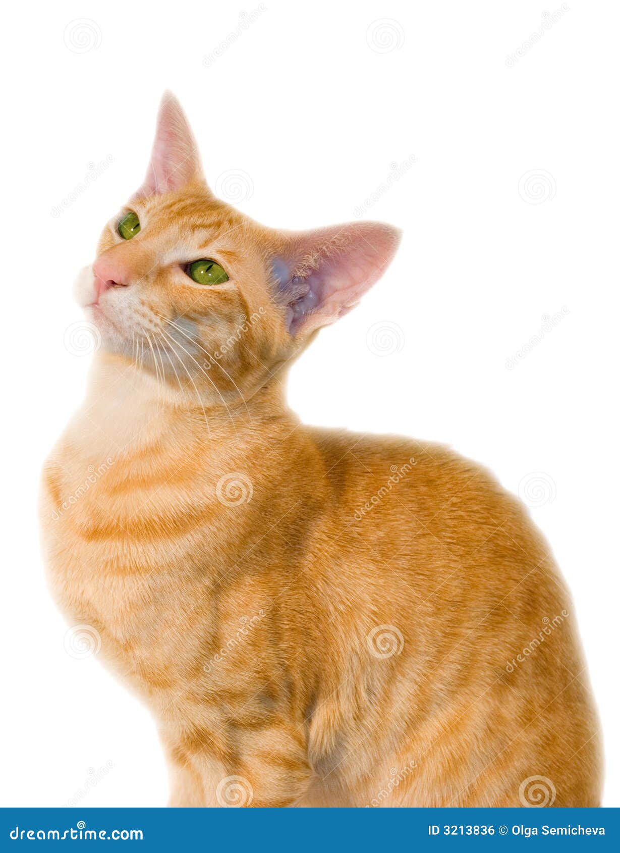 Red cat stock photo. Image of shorthair, purebred, isolated - 3213836