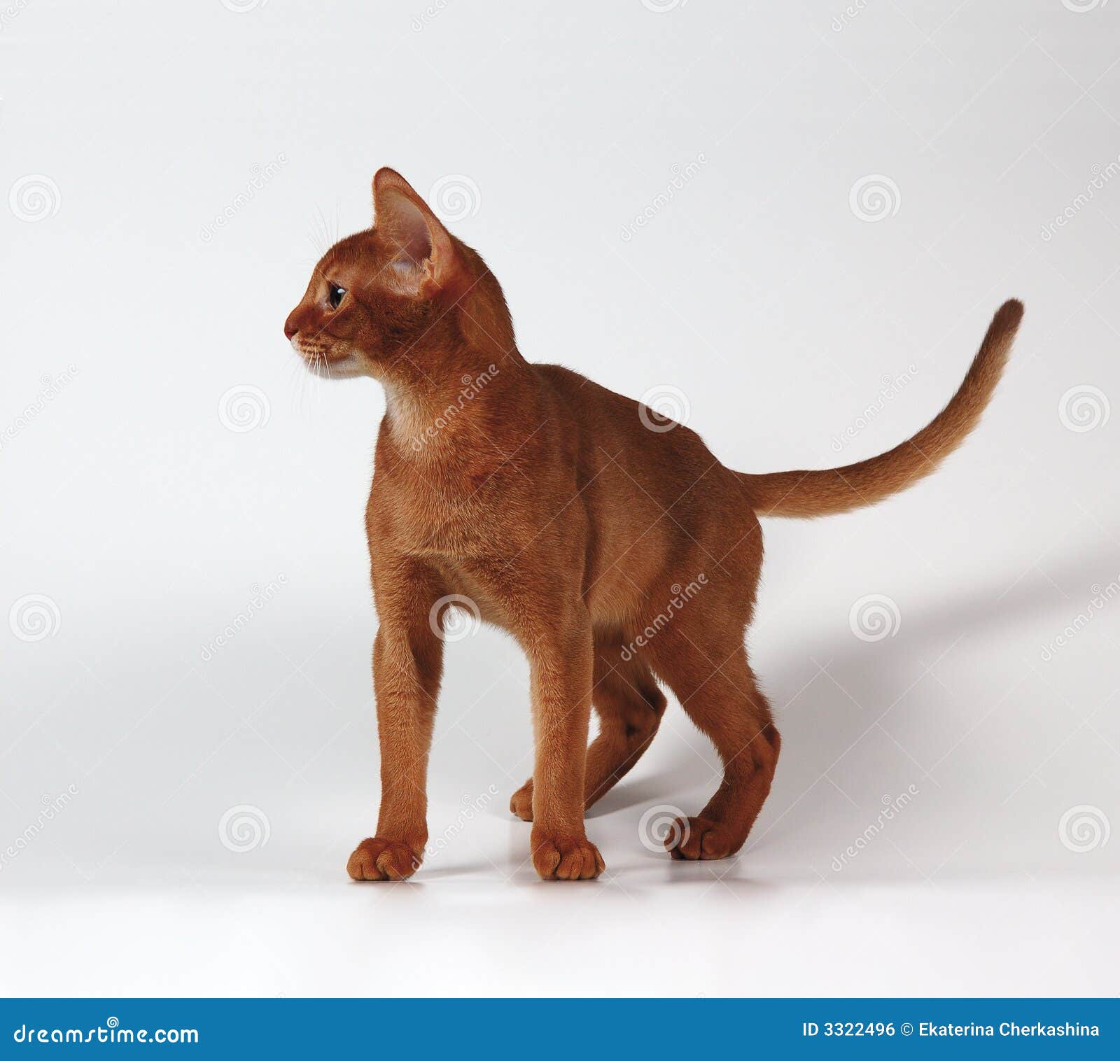 Red cat stock photo. Image of puss, adorable, beautiful - 3322496